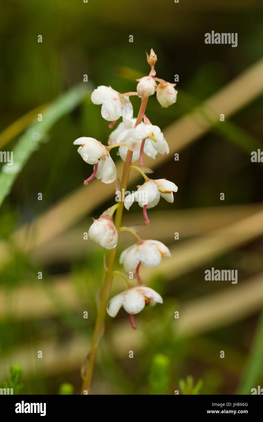 A beautiful small white marsh flower after the rain. Shallow depth of ...