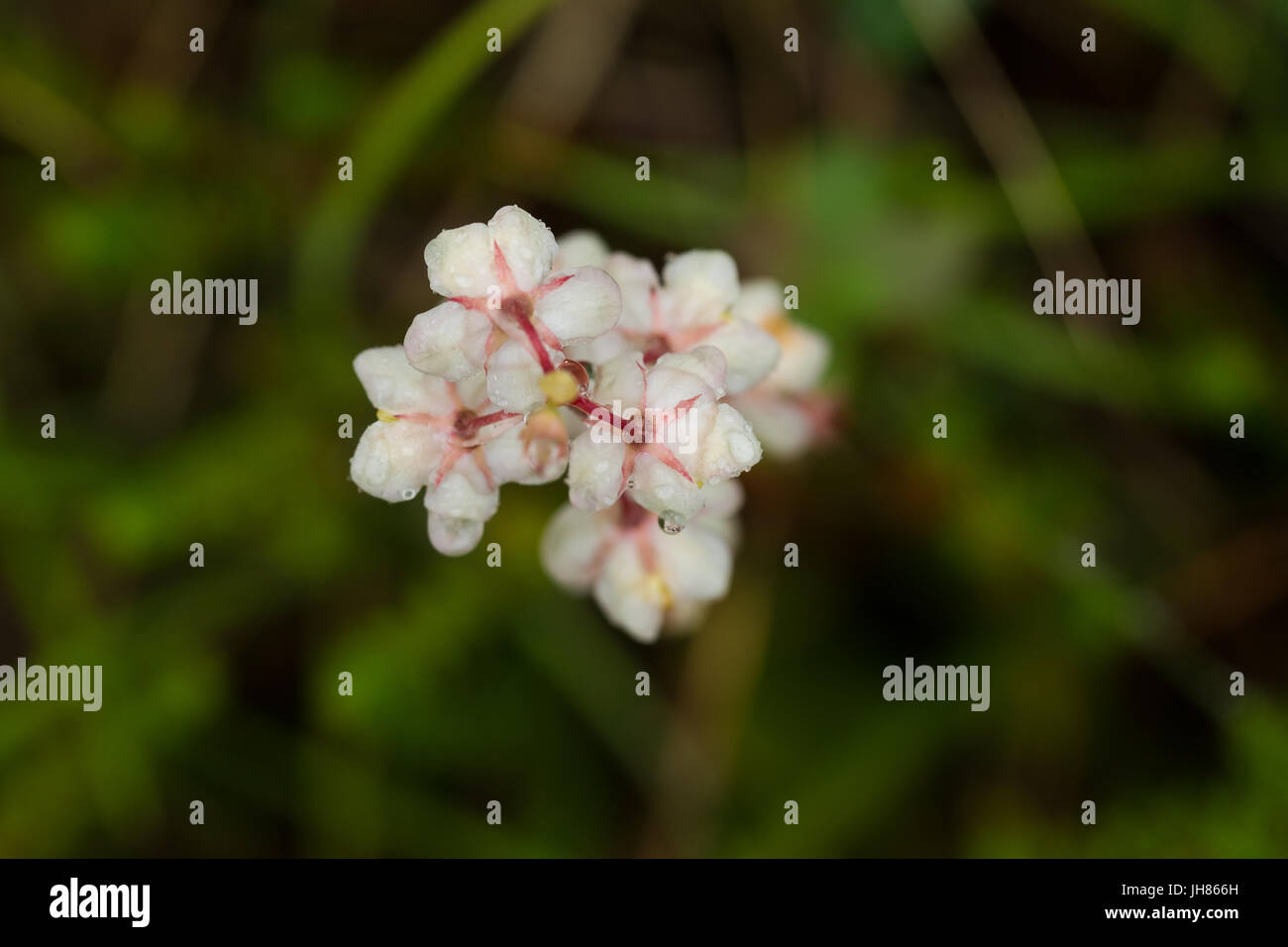 A beautiful small white marsh flower after the rain. Shallow depth of ...