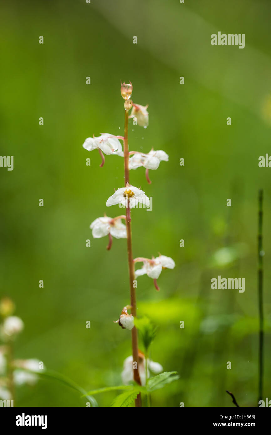 A beautiful small white marsh flower after the rain. Shallow depth of ...