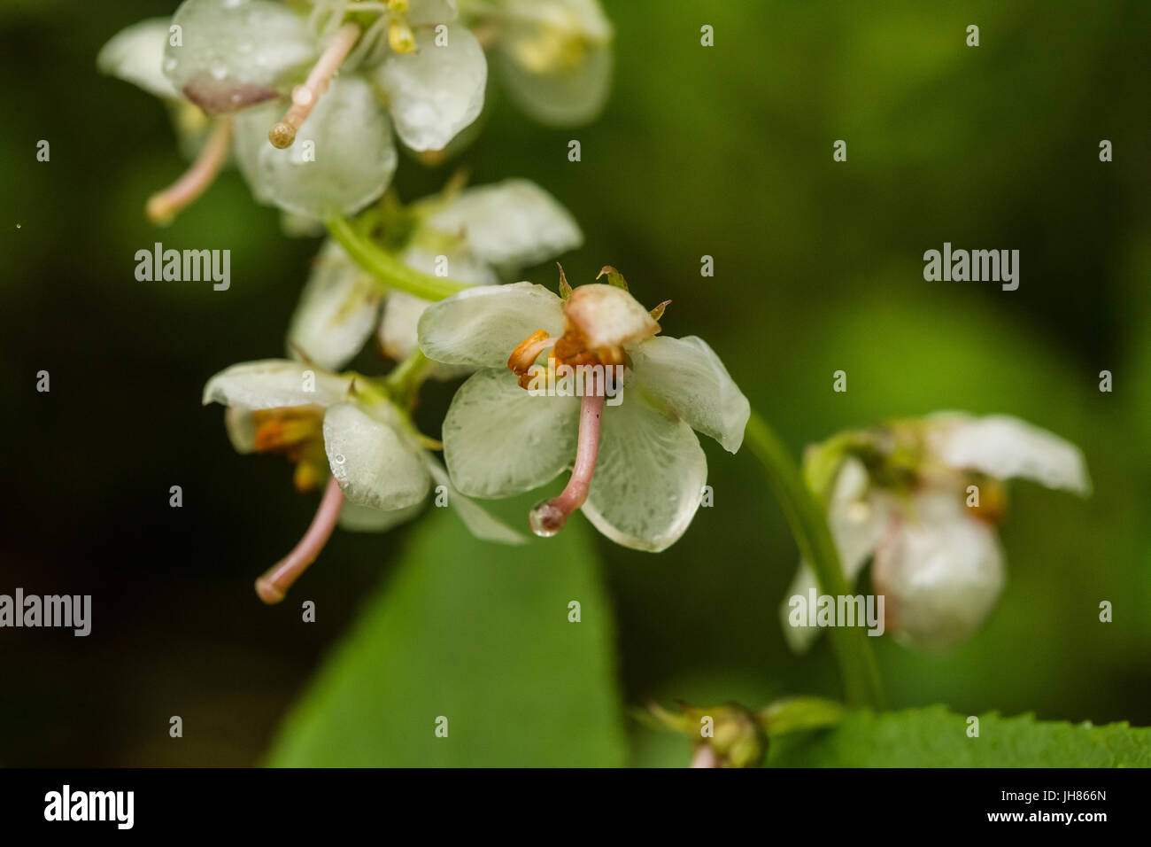 Marsh flower hi-res stock photography and images - Alamy