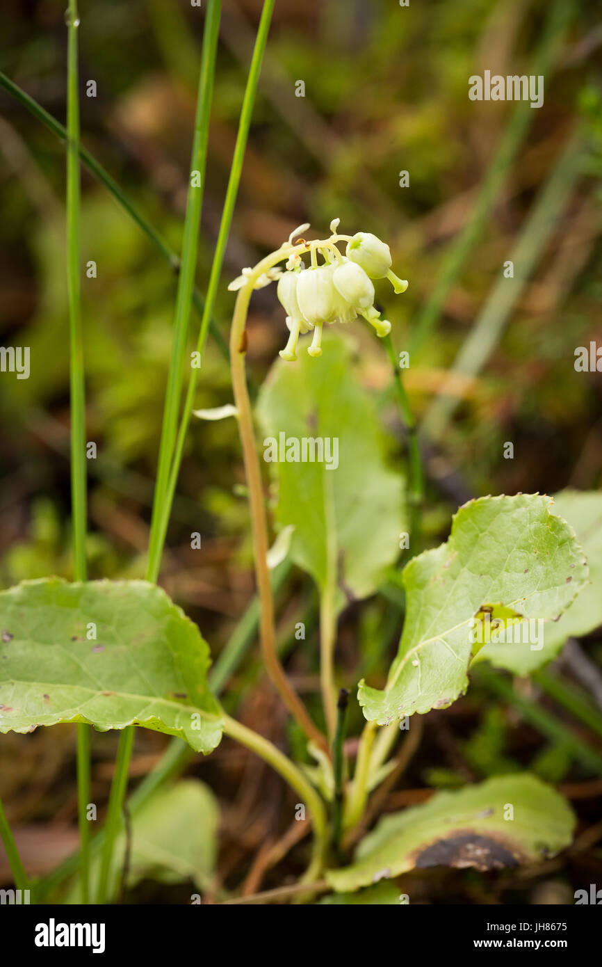 A beautiful small white marsh flower after the rain. Shallow depth of ...