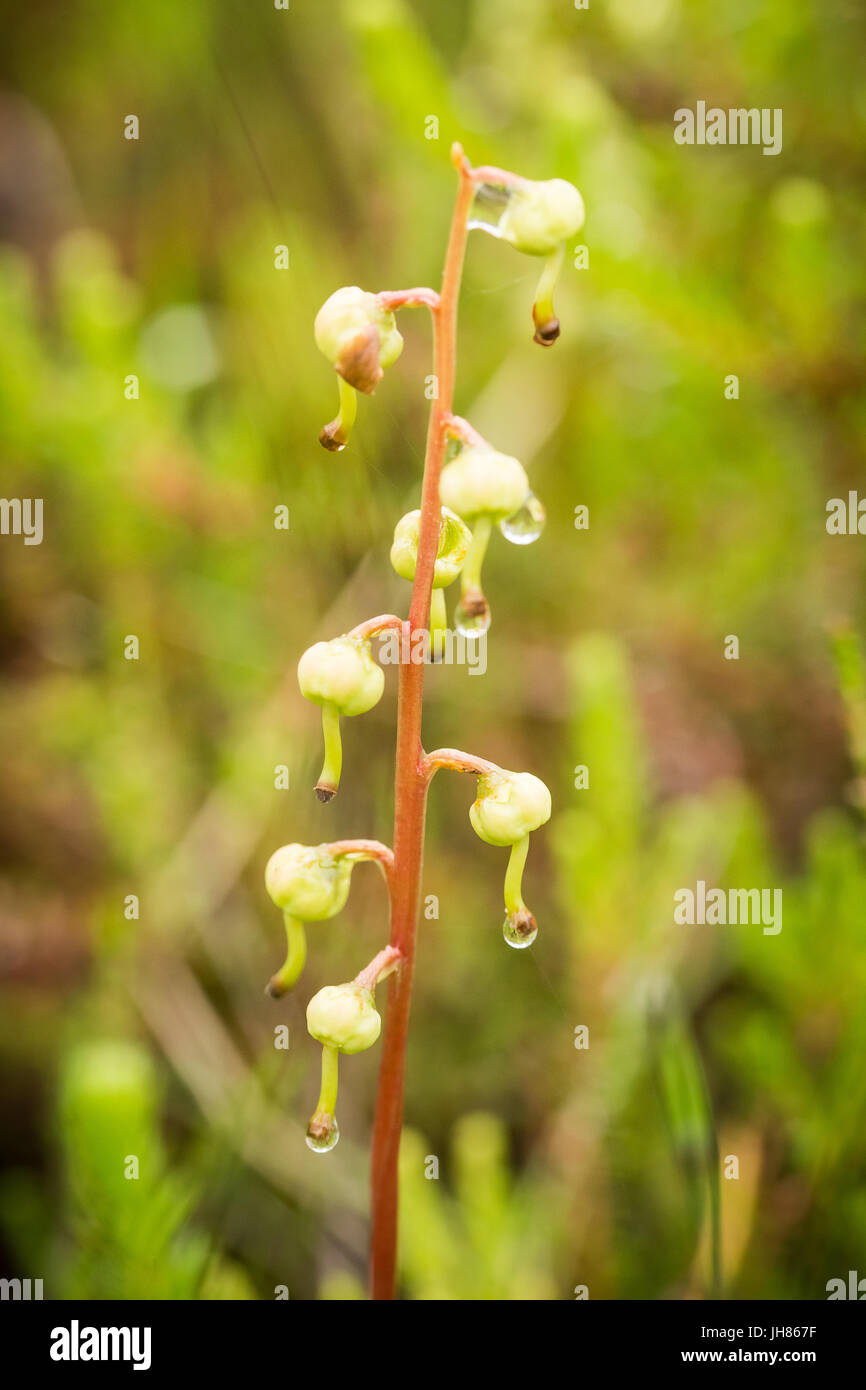 Marsh flower hi-res stock photography and images - Alamy