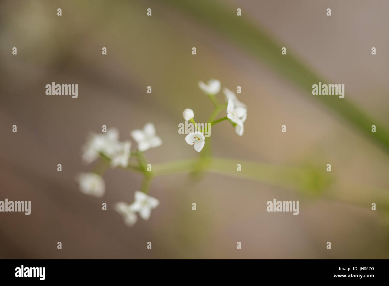 A beautiful small white marsh flower after the rain. Shallow depth of ...