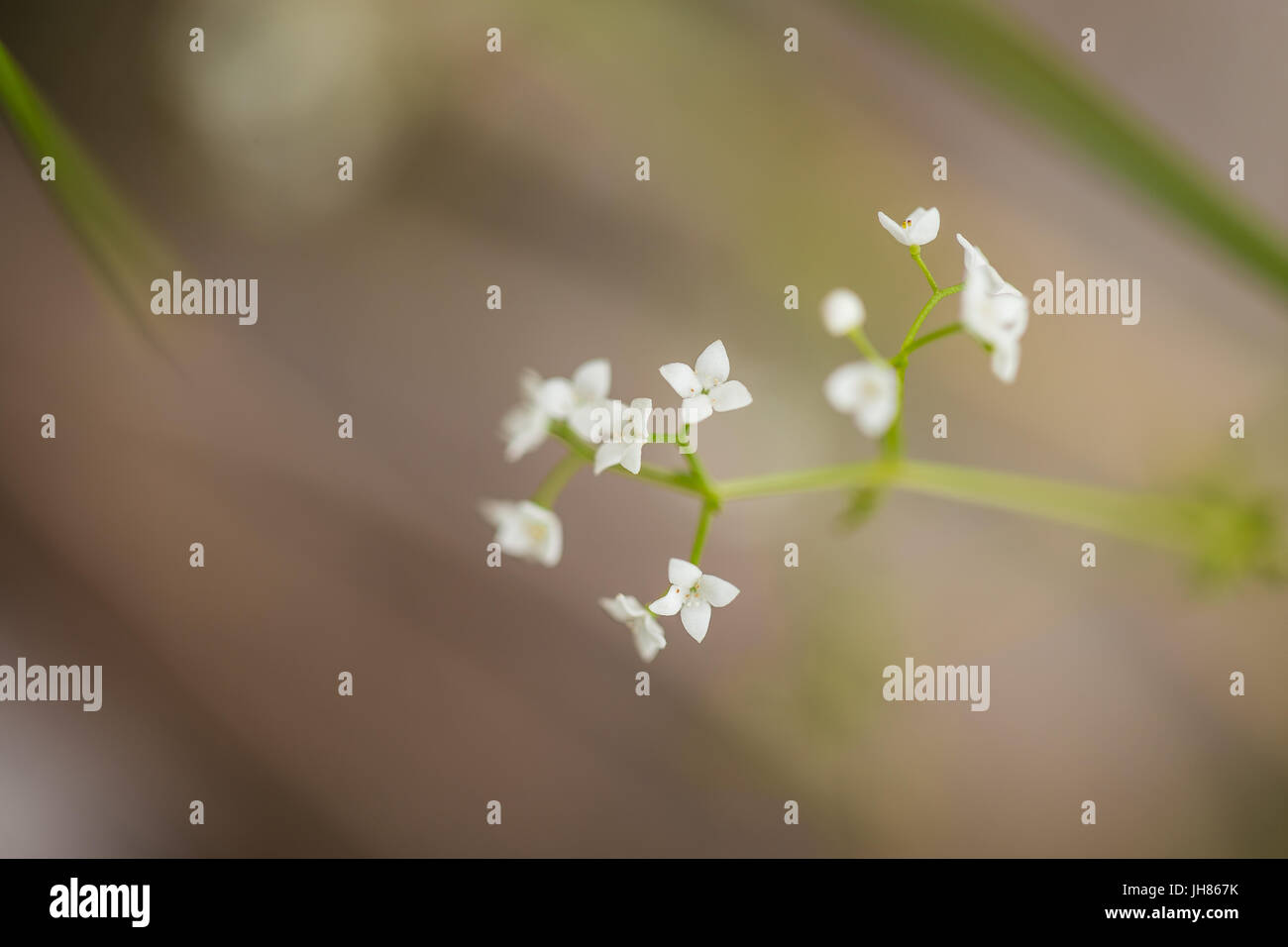 Marsh flower hi-res stock photography and images - Alamy