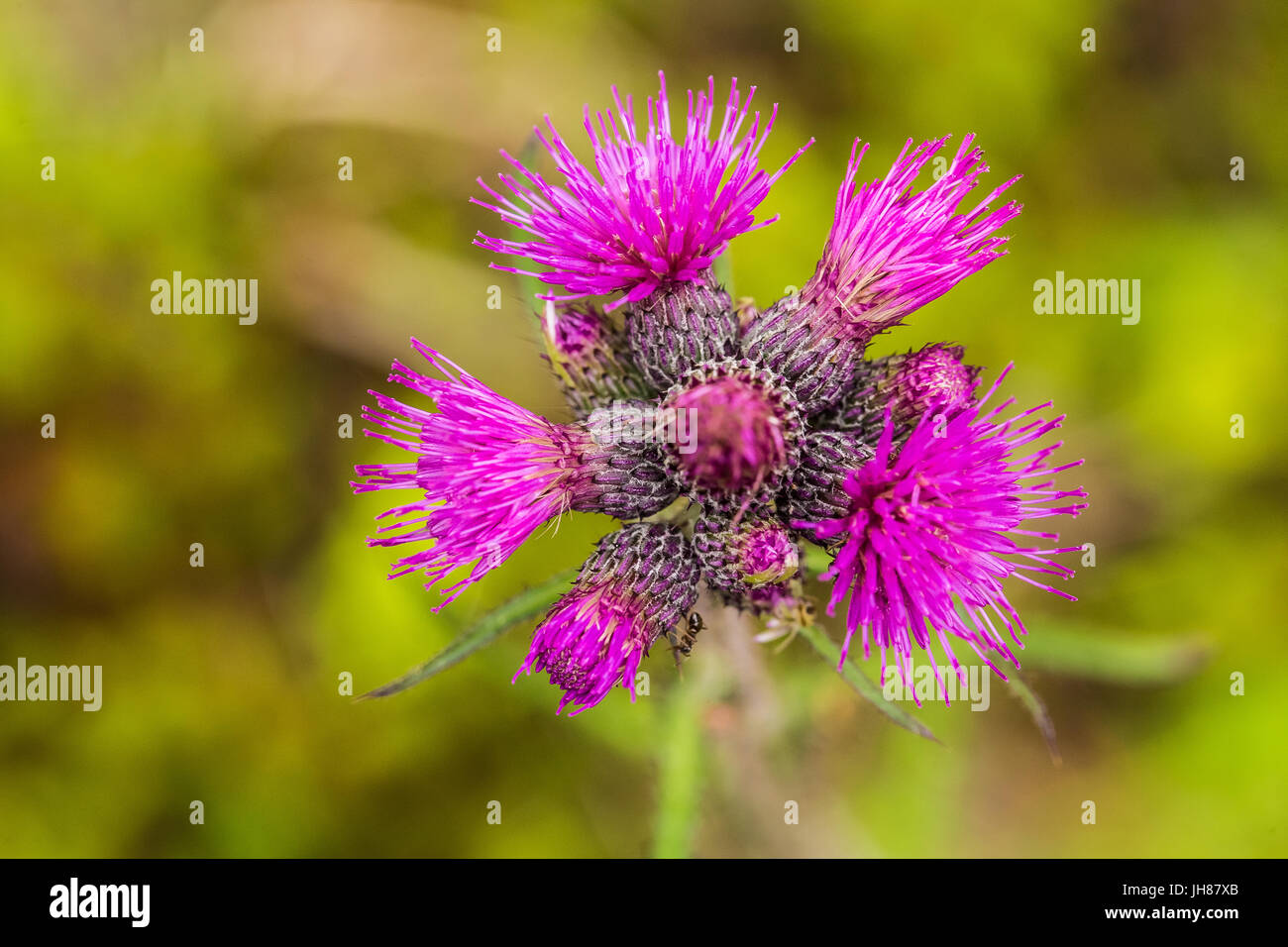 A beautiful vibrant purple thistle flower in a marsh after the rain ...
