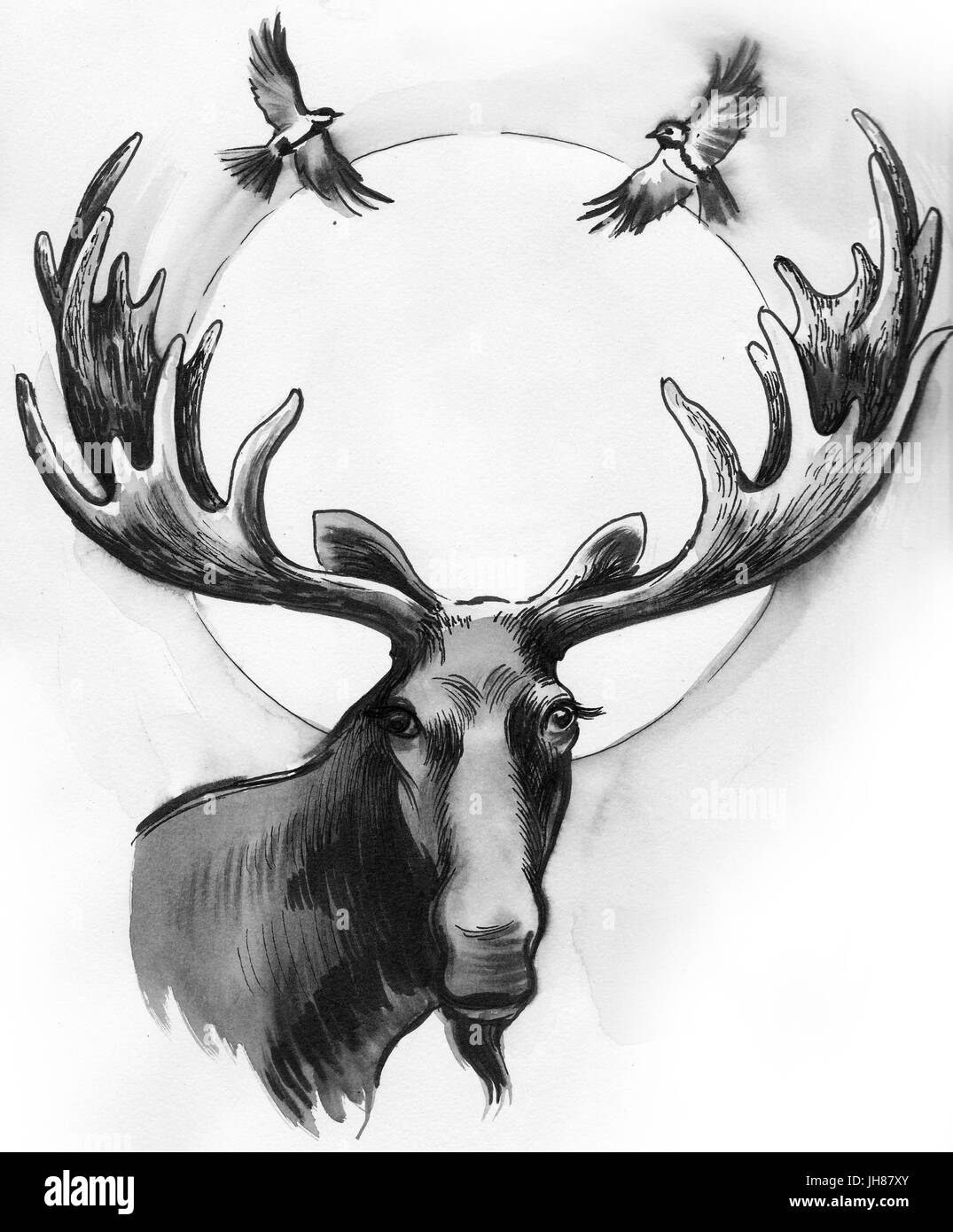 Moose and a birds Stock Photo - Alamy