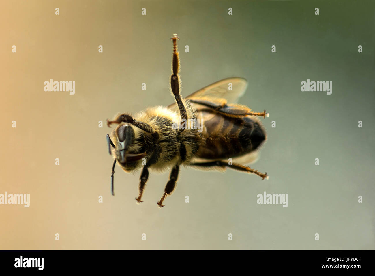 Single British Honey Bee (Apis) depicted close up through glass ...