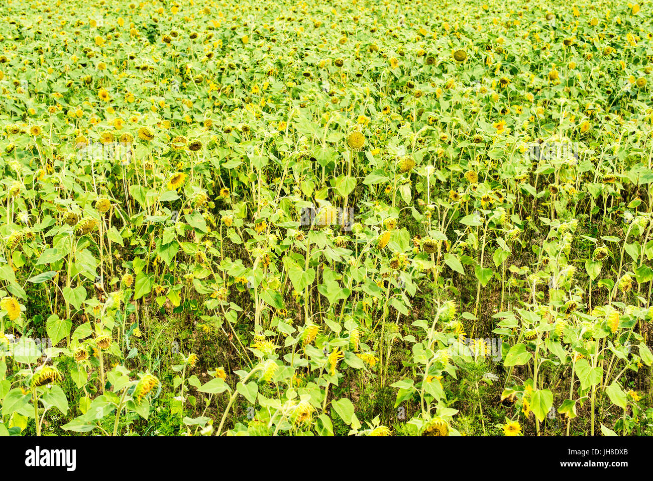 down sunflowers field - botanical backgrounds Stock Photo - Alamy