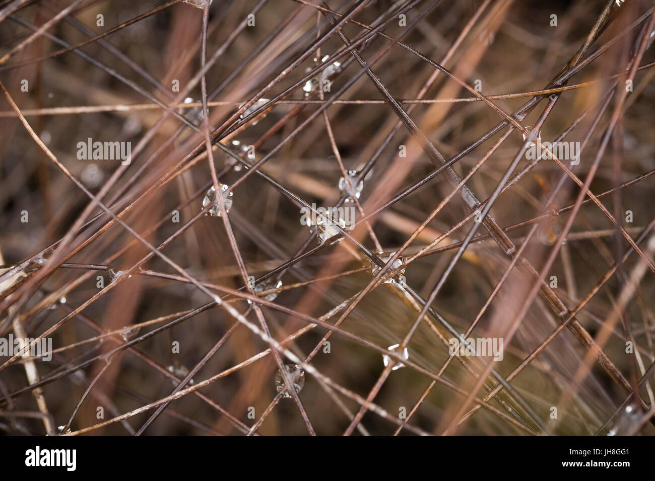 A beautiful marsh foliage after the rain. Shallow depth of field ...
