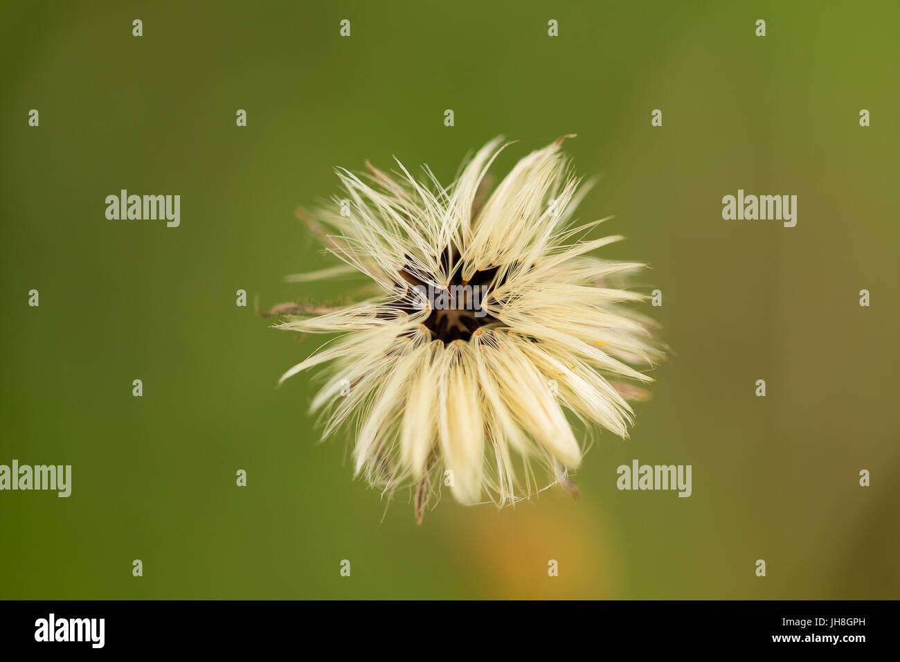 Beautiful, vibrant flower on a natural background. Shallow depth of ...