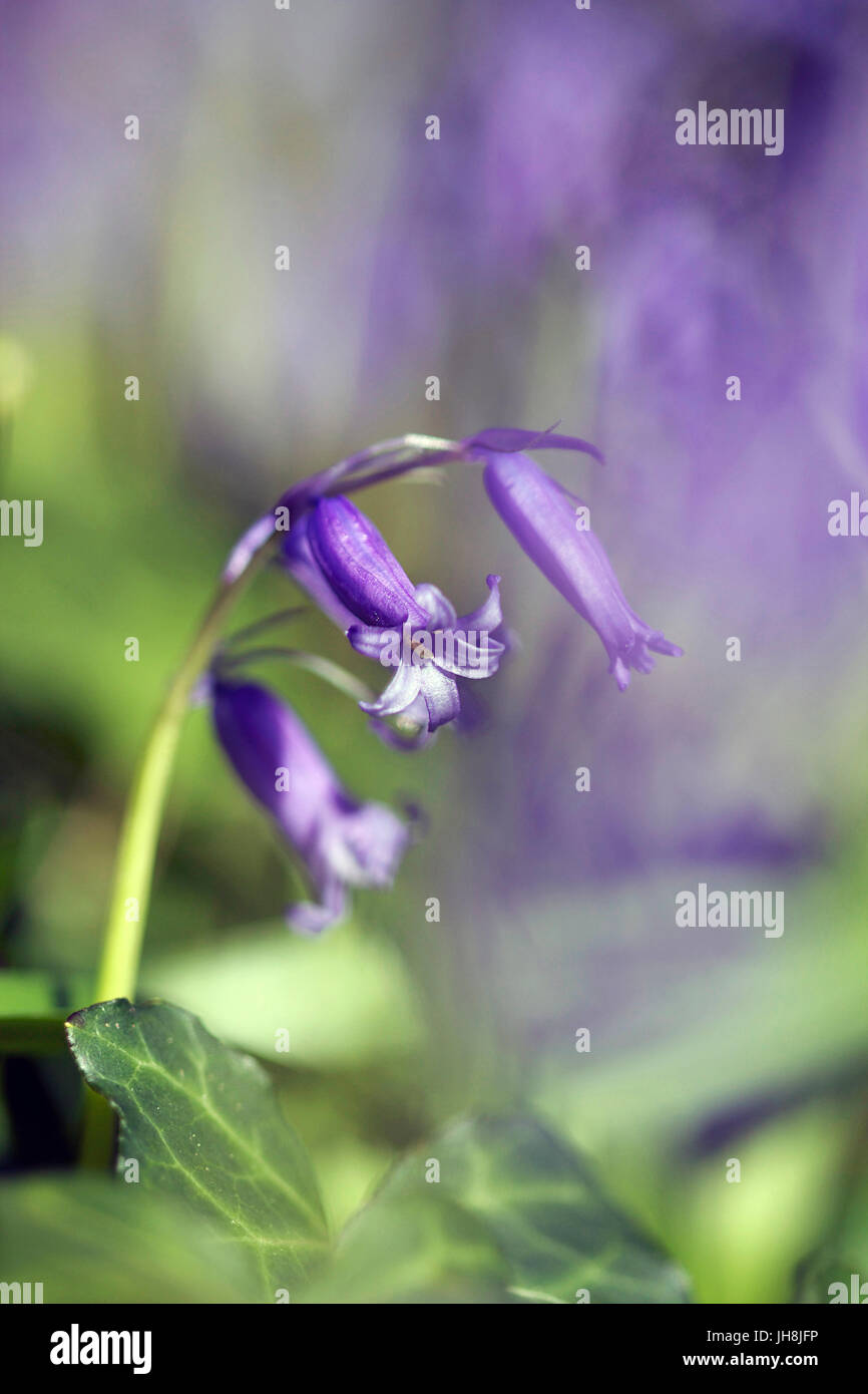 Bluebell flower petals in english hi-res stock photography and images ...