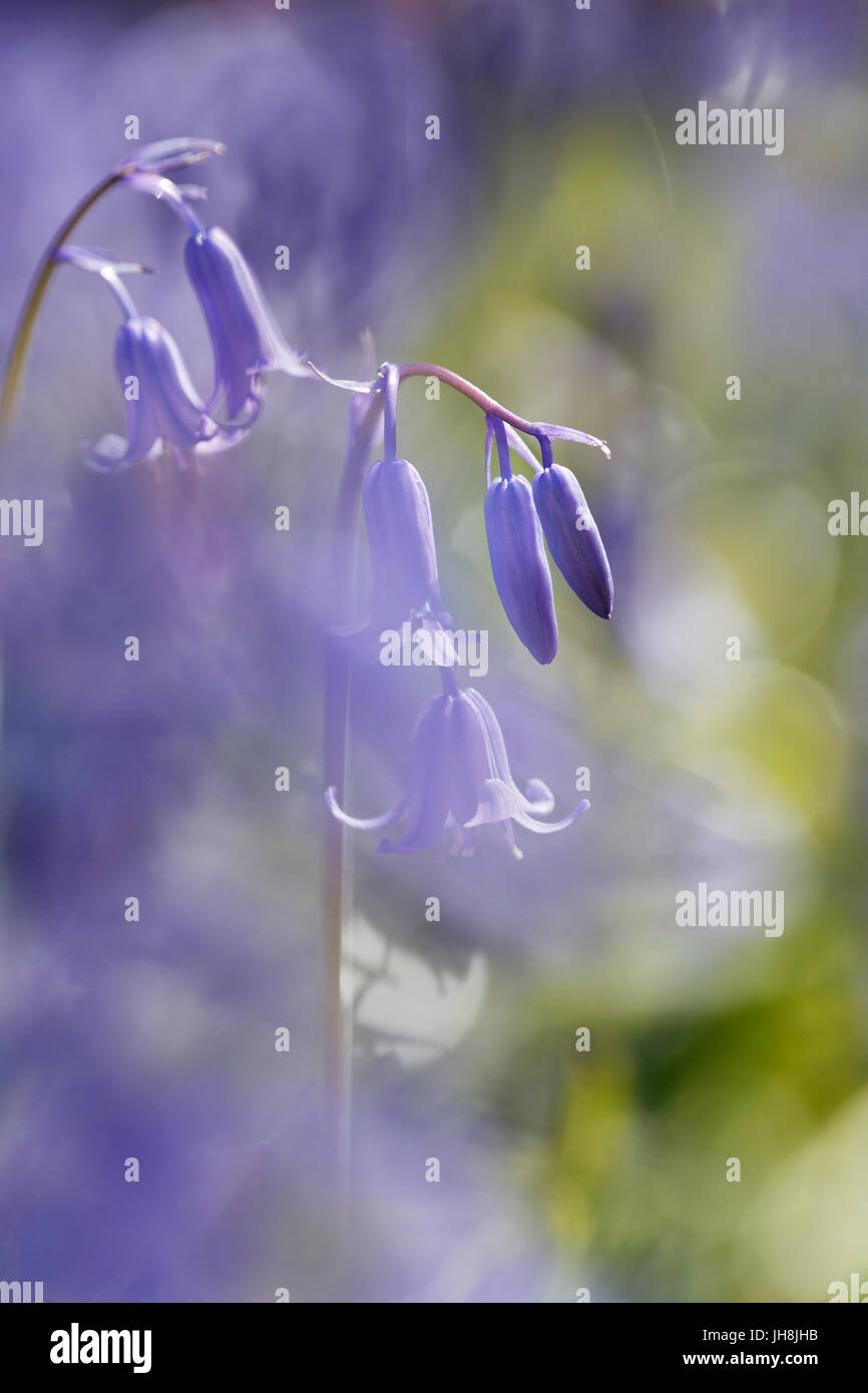Bluebell cottage garden hi-res stock photography and images - Alamy