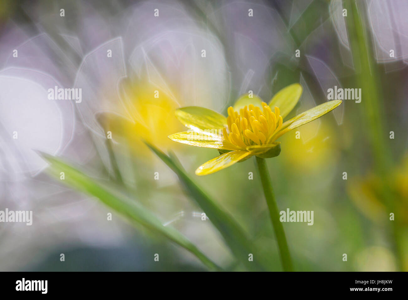 Buttercup in the foreground hi-res stock photography and images - Alamy