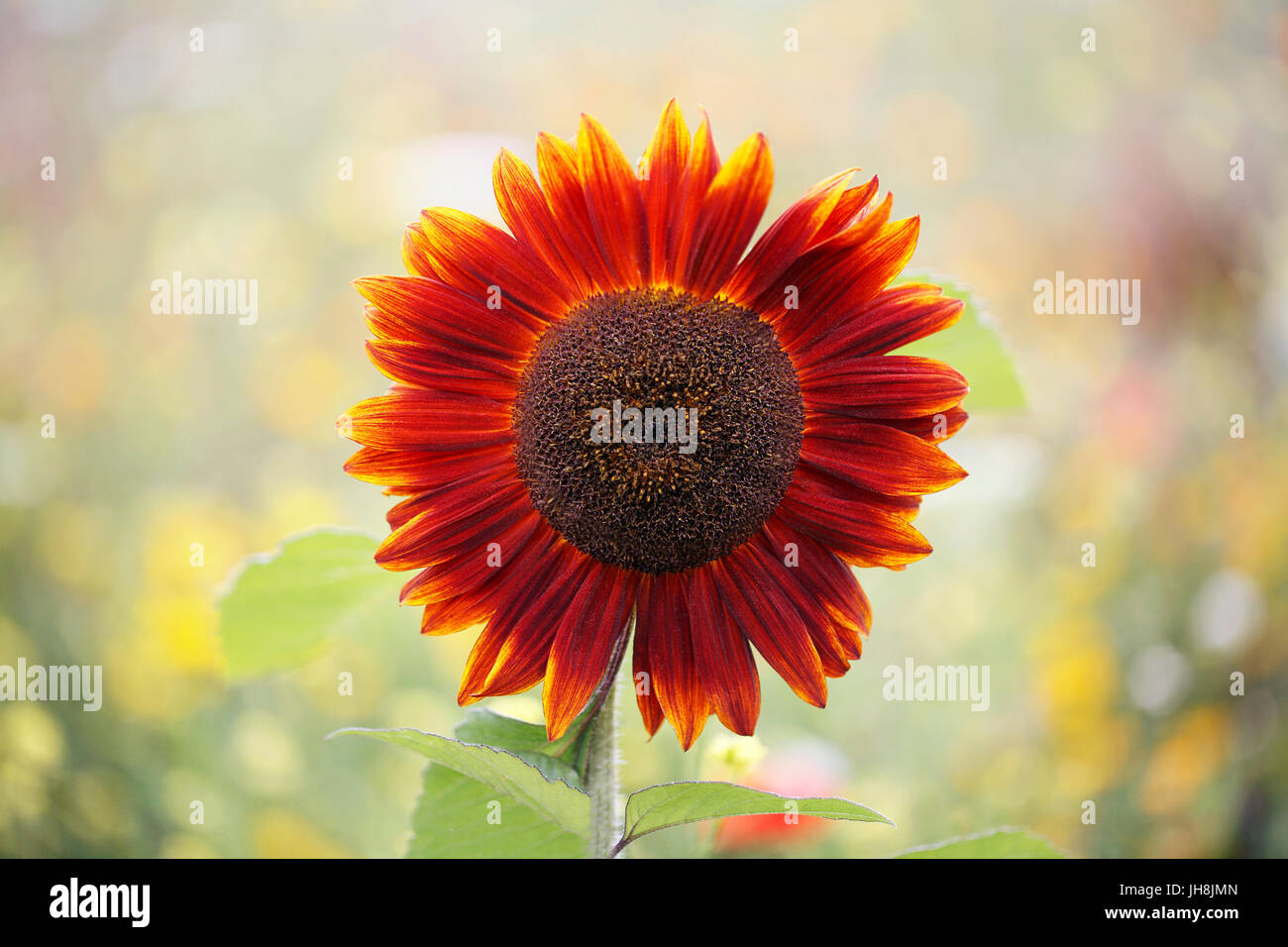 Red sun sunflower hi-res stock photography and images - Alamy