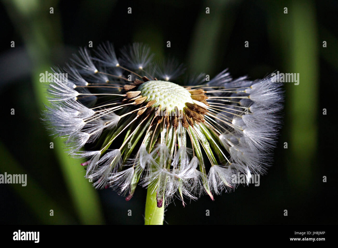 Dandelion pod hi-res stock photography and images - Alamy