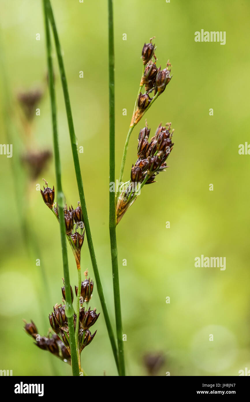 A beautiful sedges growing in a marsh after the rain in summer. Shallow ...
