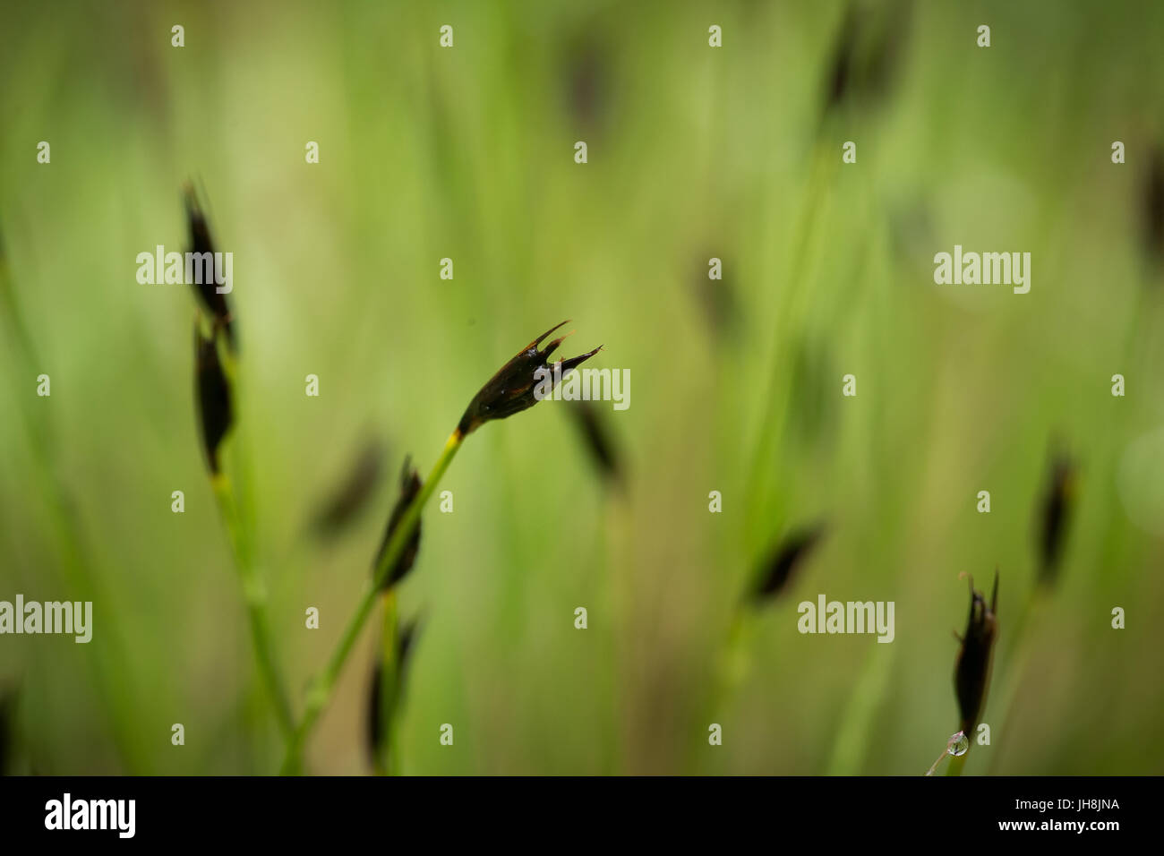 A beautiful sedges growing in a marsh after the rain in summer. Shallow ...
