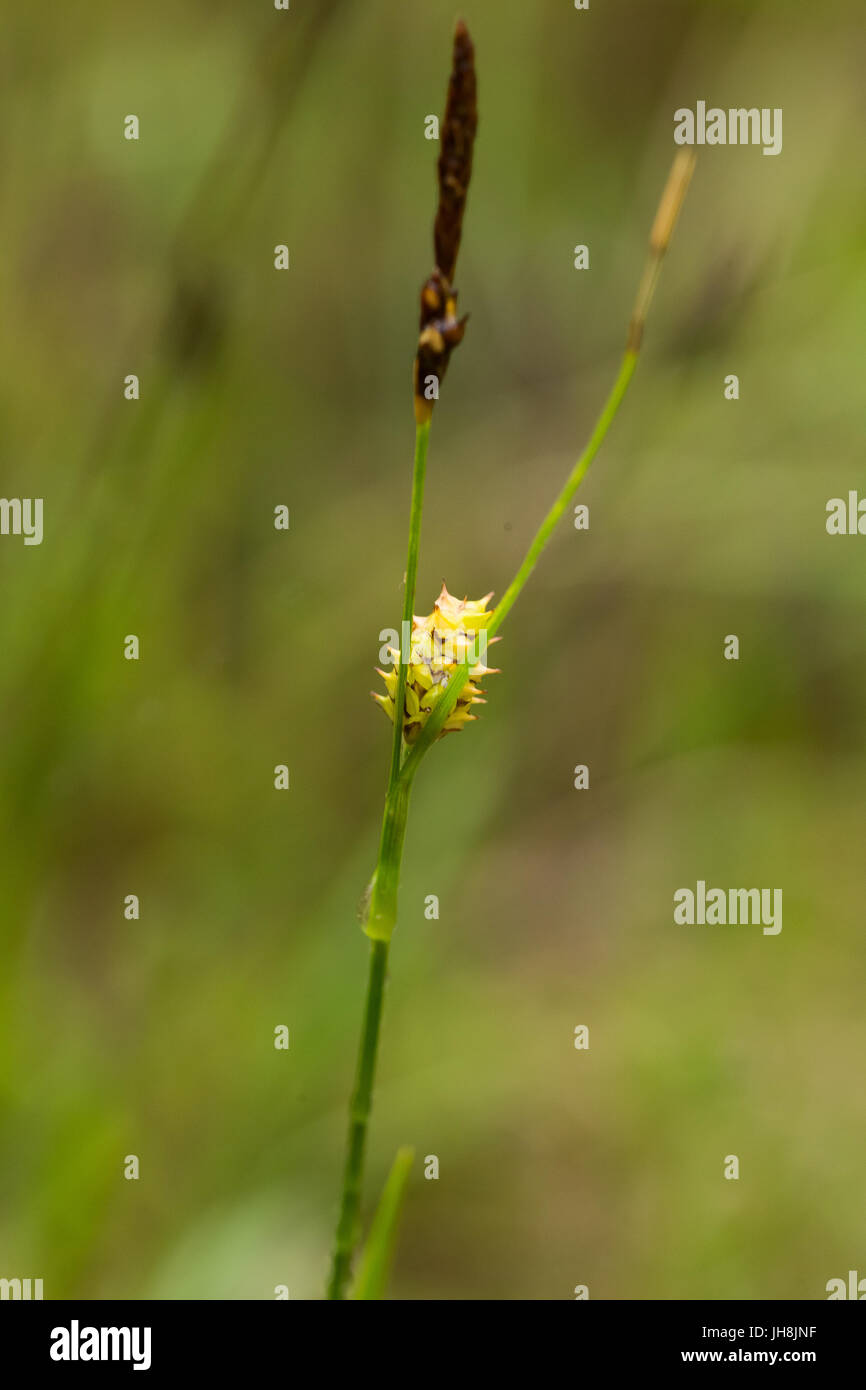 A beautiful sedges growing in a marsh after the rain in summer. Shallow ...