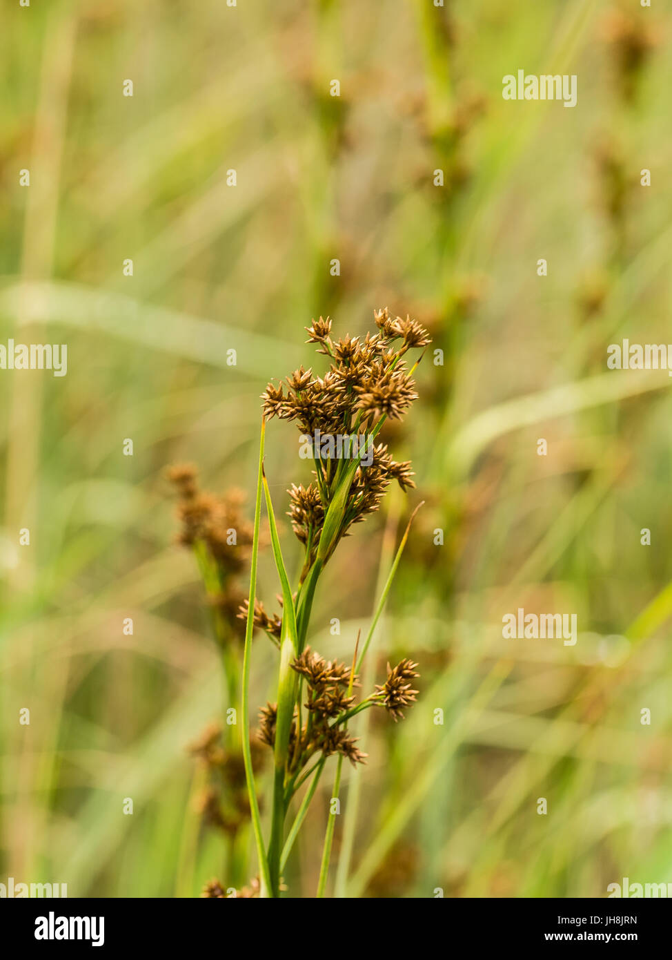 A beautiful sedges growing in a marsh after the rain in summer. Shallow ...