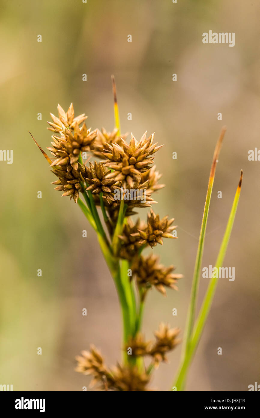 A beautiful sedges growing in a marsh after the rain in summer. Shallow ...