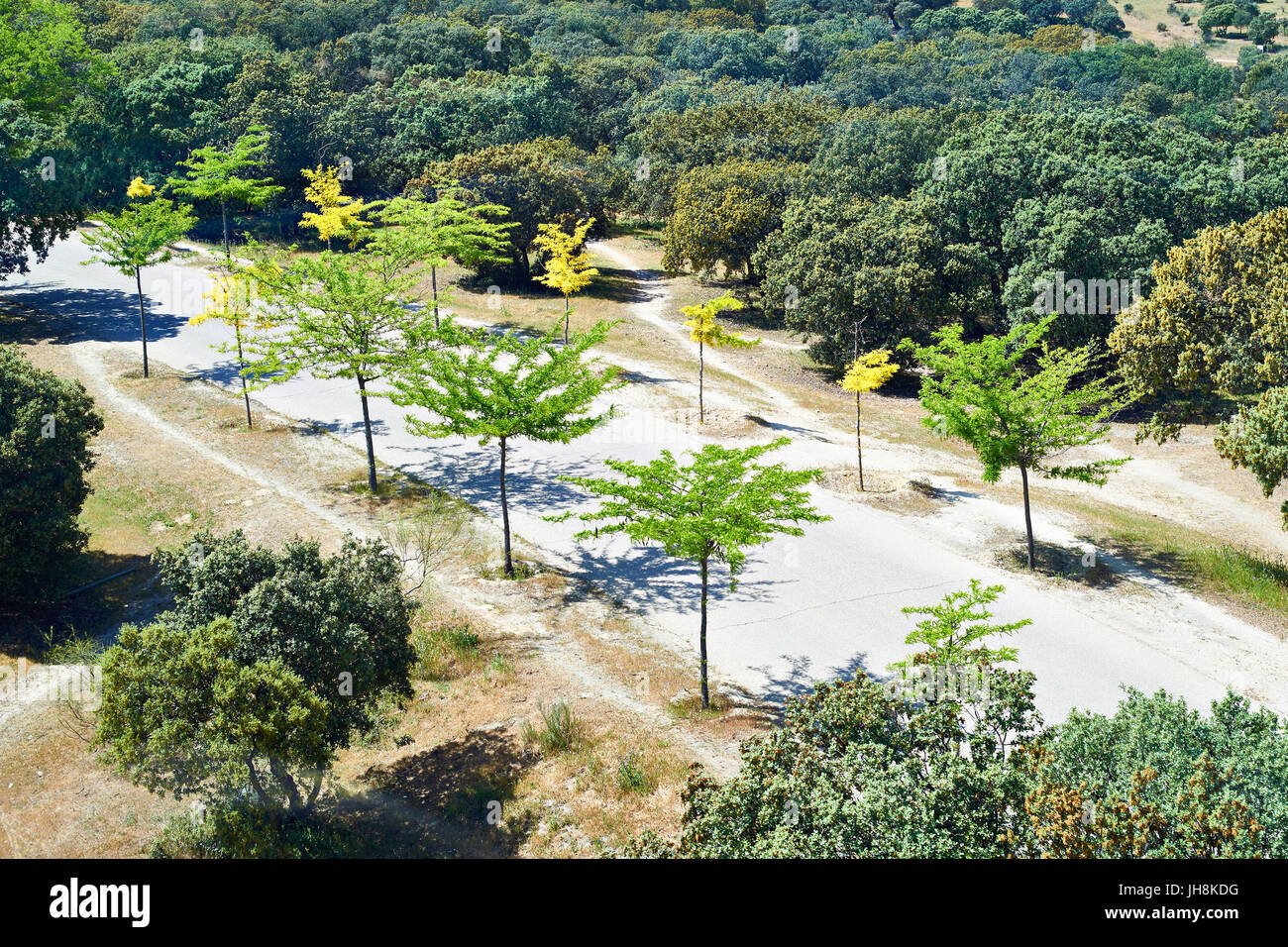 Beautiful road in a park with young trees Stock Photo - Alamy