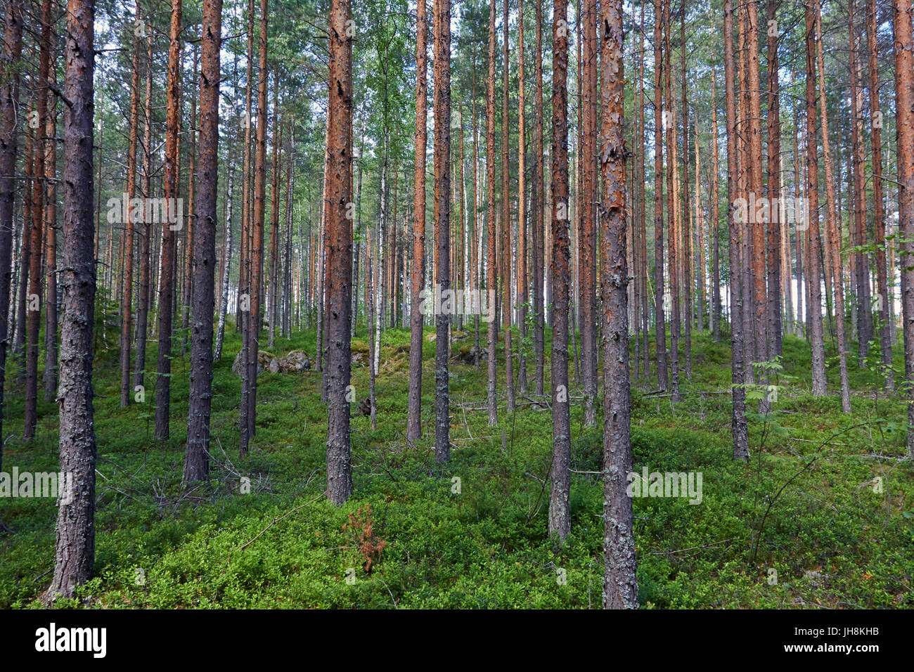 Forest view, Finland Stock Photo - Alamy