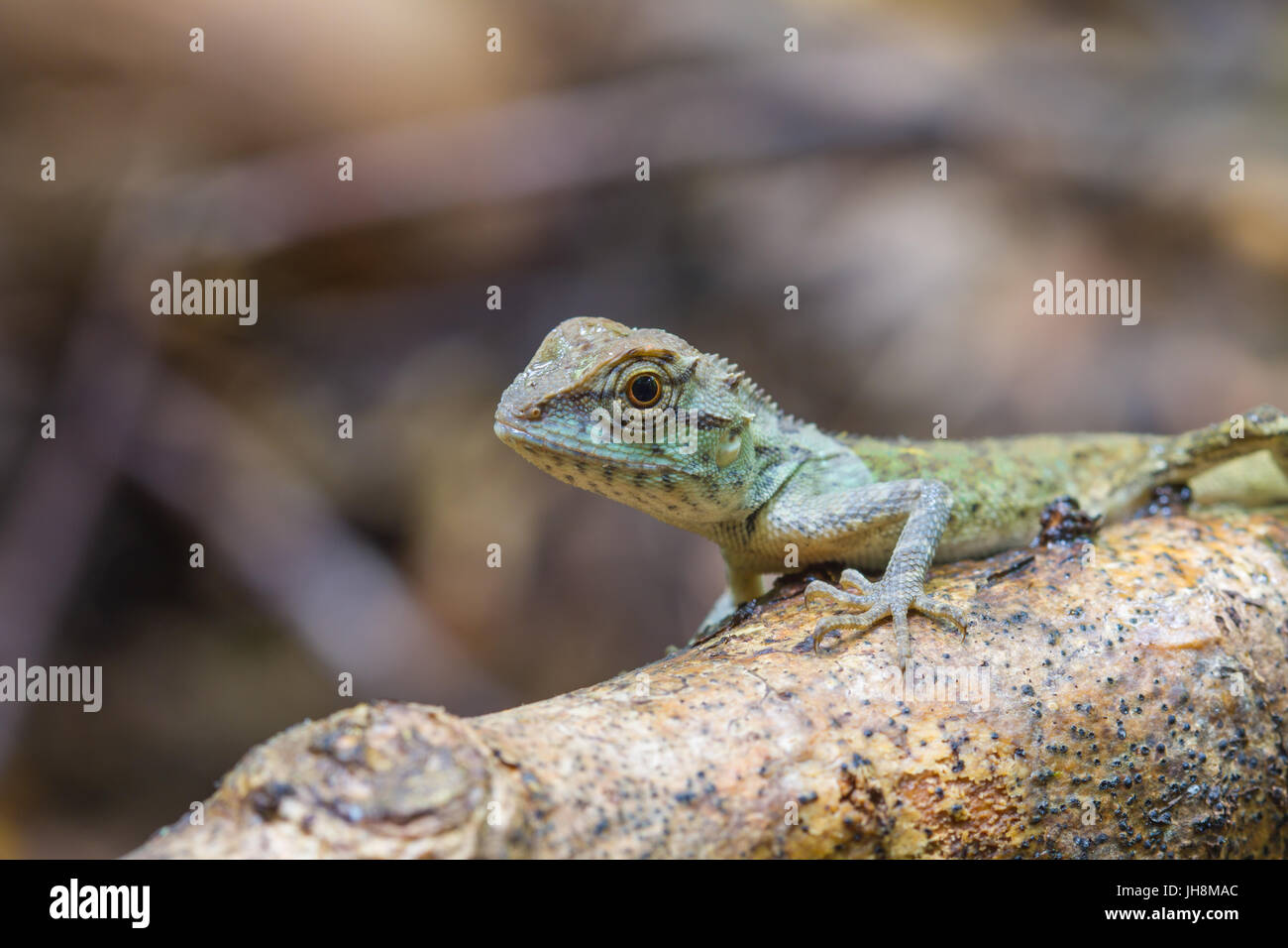 Green crested lizard black face hi-res stock photography and images - Alamy