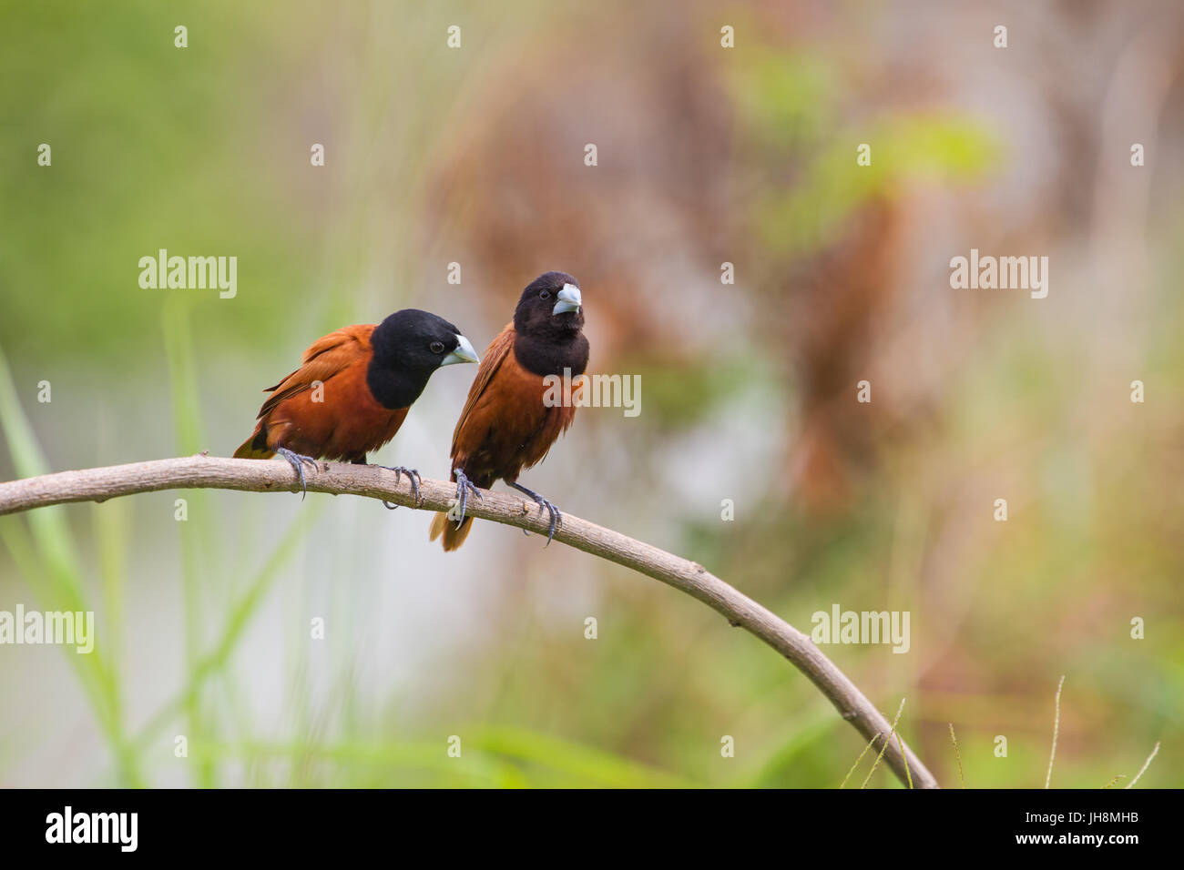 White headed munia hi-res stock photography and images - Alamy