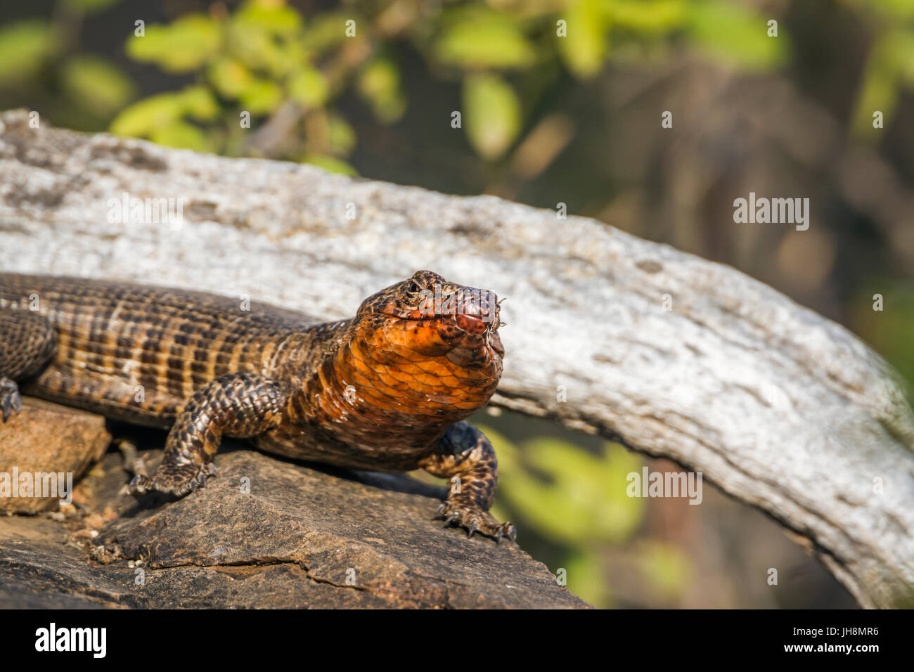Giant southern lizard High Resolution Stock Photography and Images - Alamy