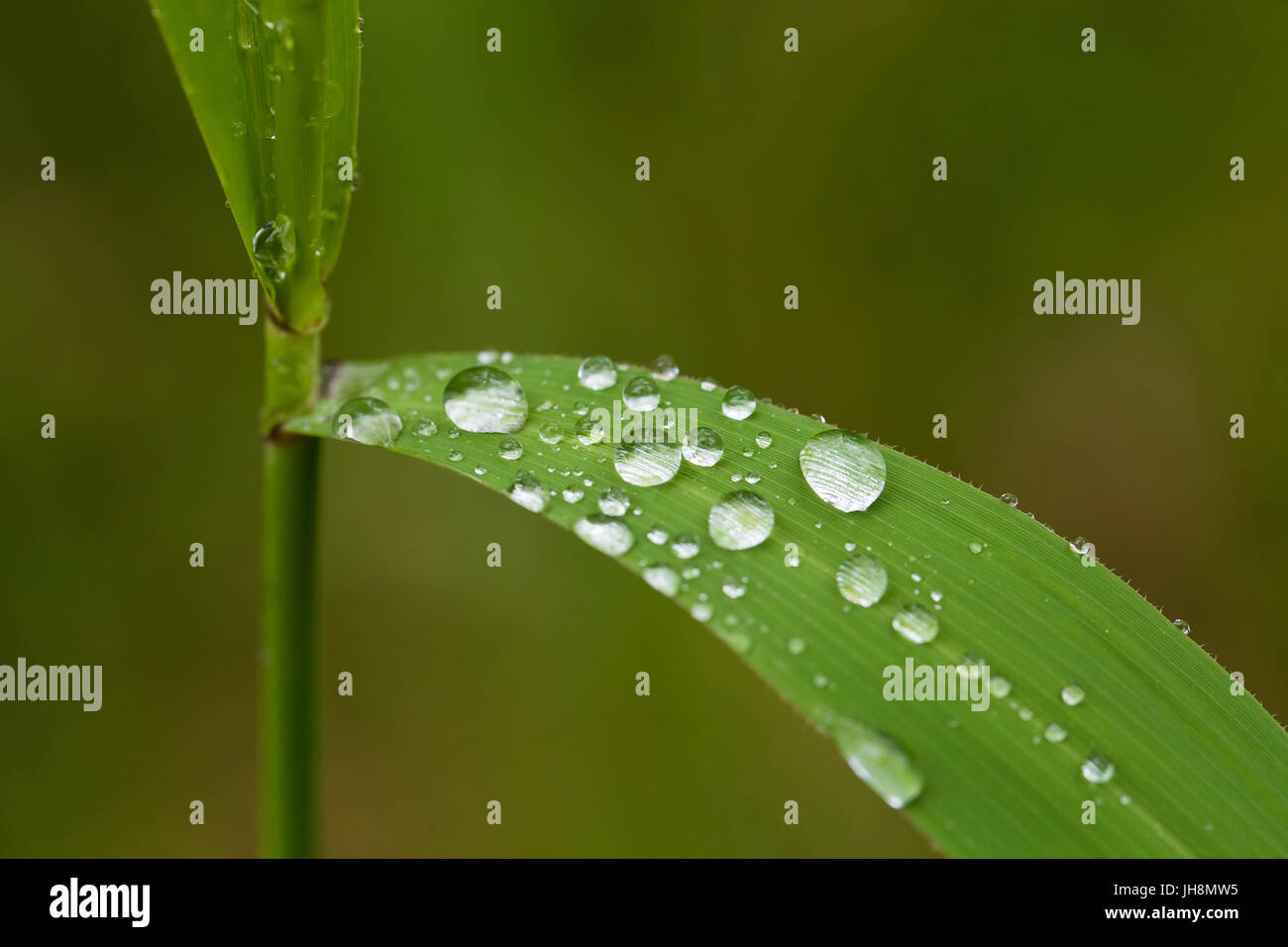 A beautiful closeup of a marsh grass after the rain. Shallow depth of ...
