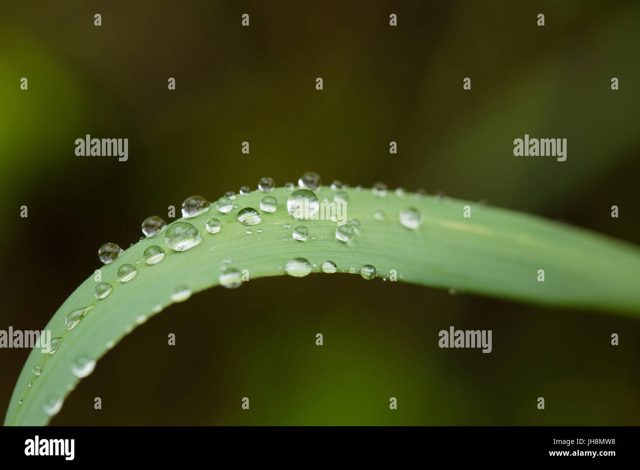 A beautiful closeup of a marsh grass after the rain. Shallow depth of ...