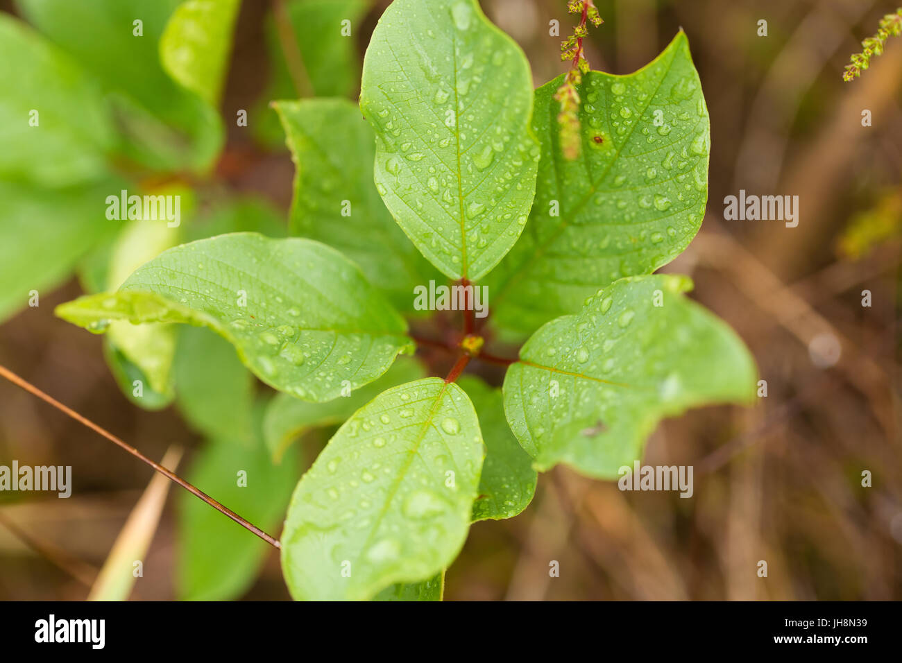 A beautiful, vibrant bush leaves on a natural background after the rain ...