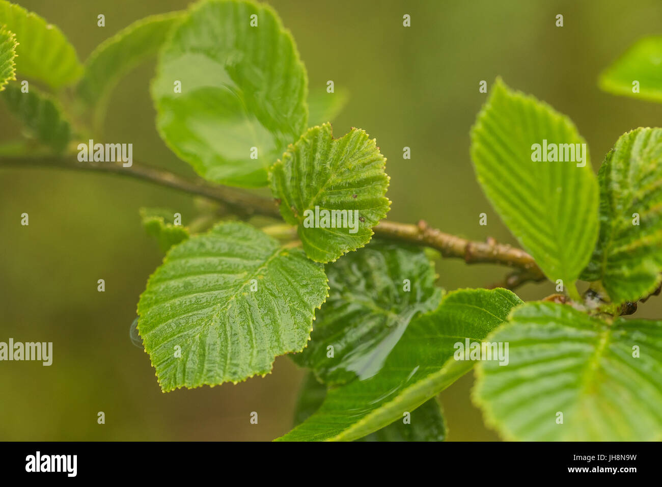 A beautiful, vibrant alder tree leaves on a natural background after ...