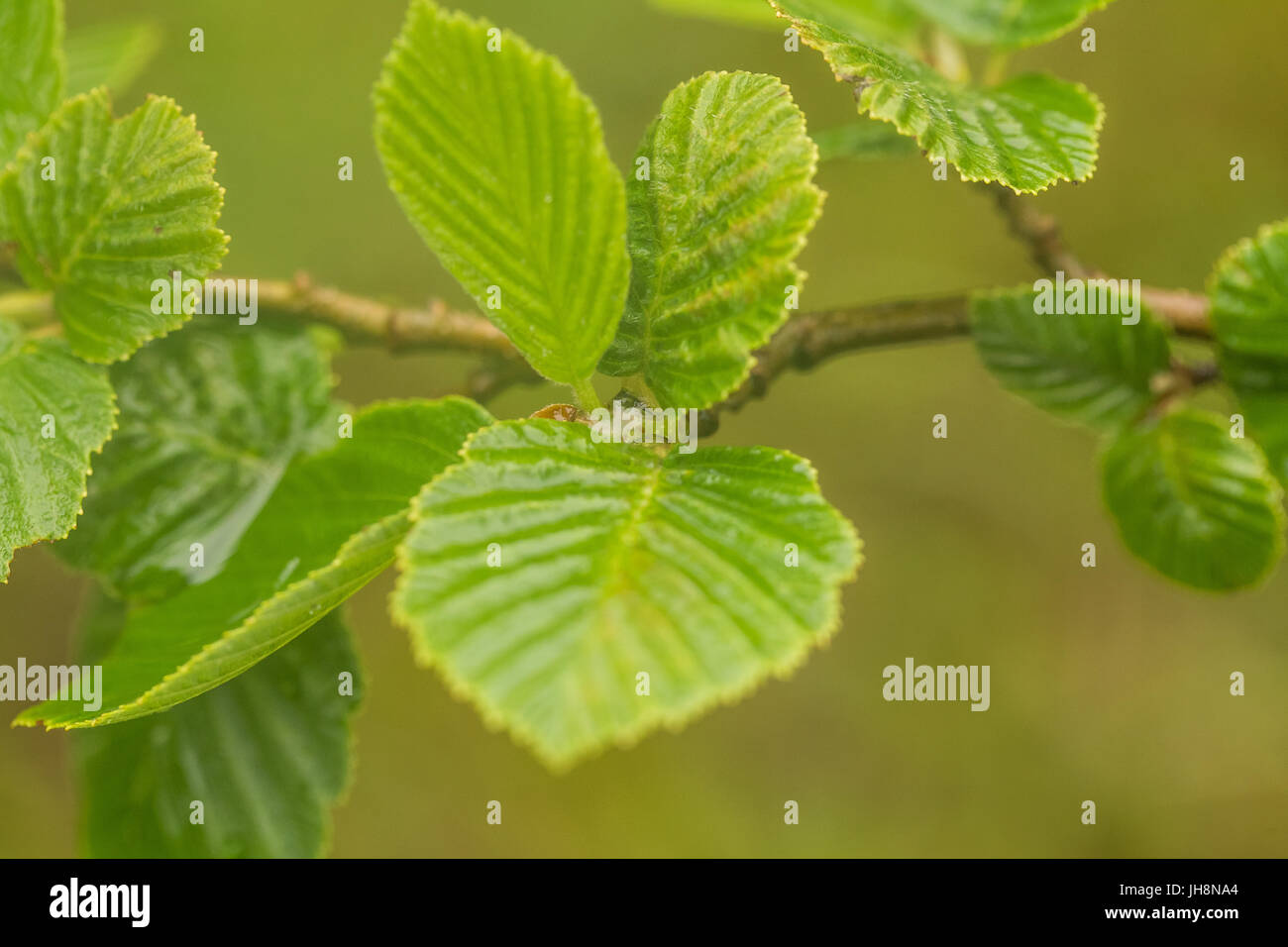 A beautiful, vibrant alder tree leaves on a natural background after ...