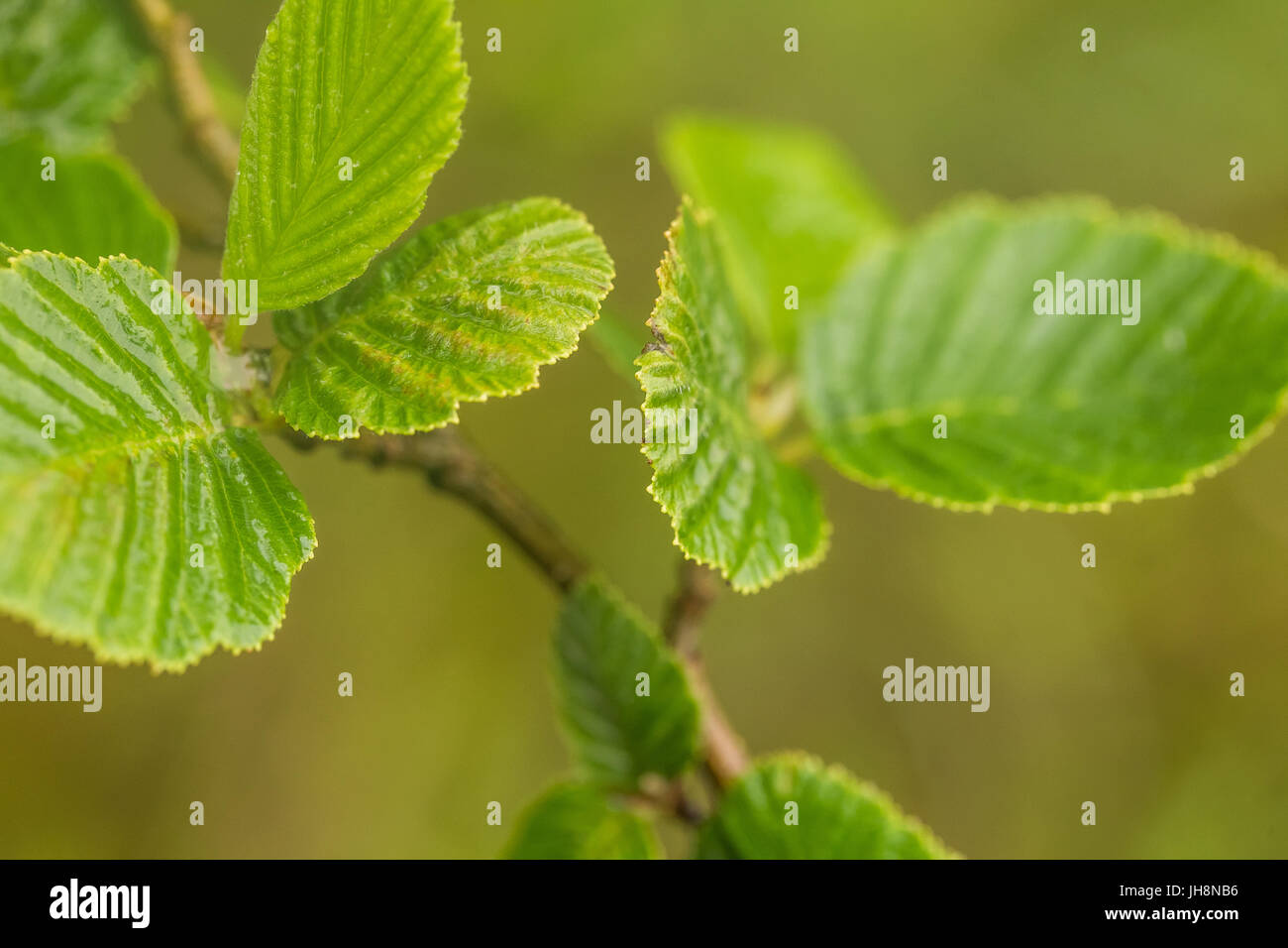 A beautiful, vibrant alder tree leaves on a natural background after ...