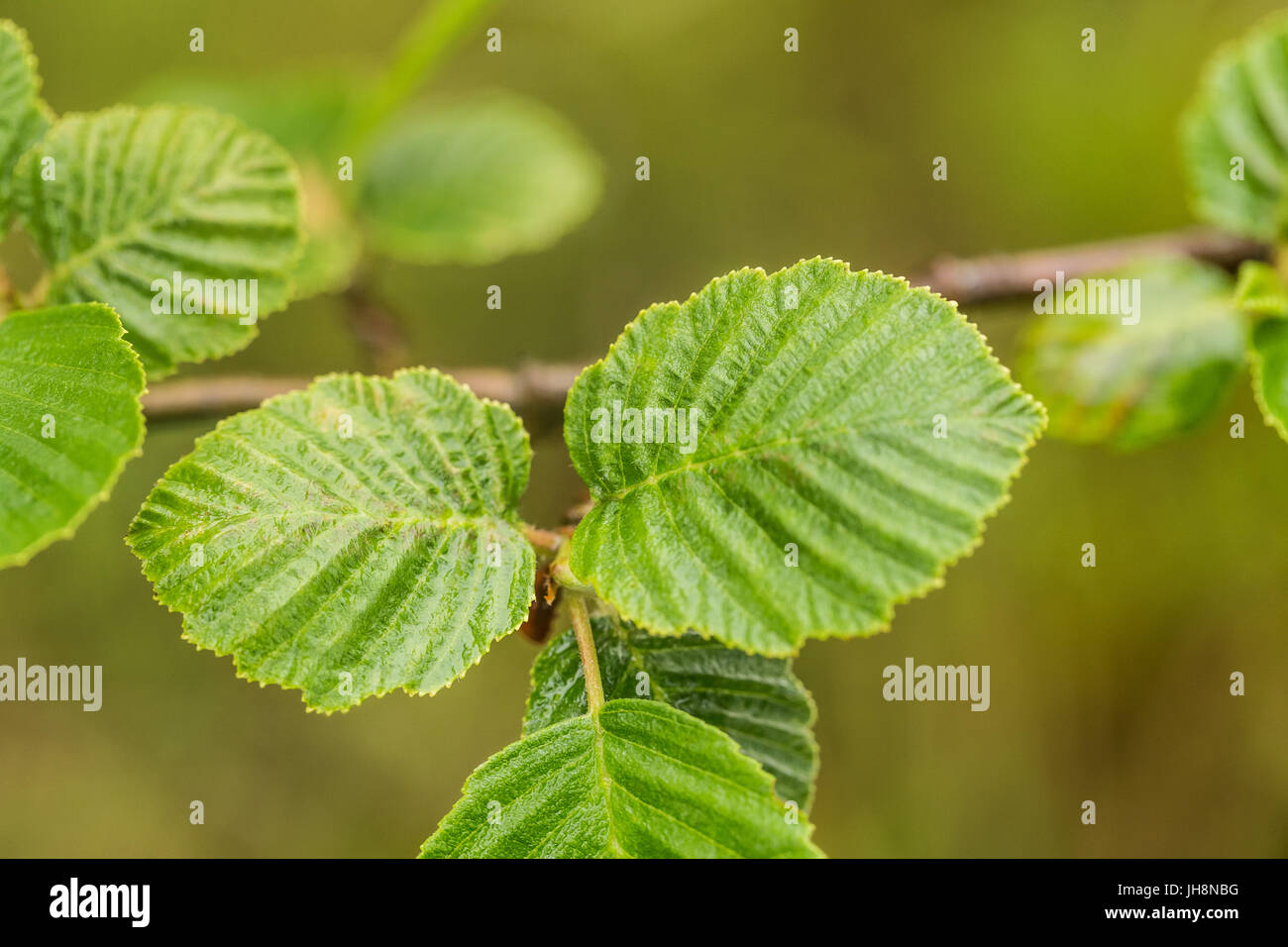 A beautiful, vibrant alder tree leaves on a natural background after ...