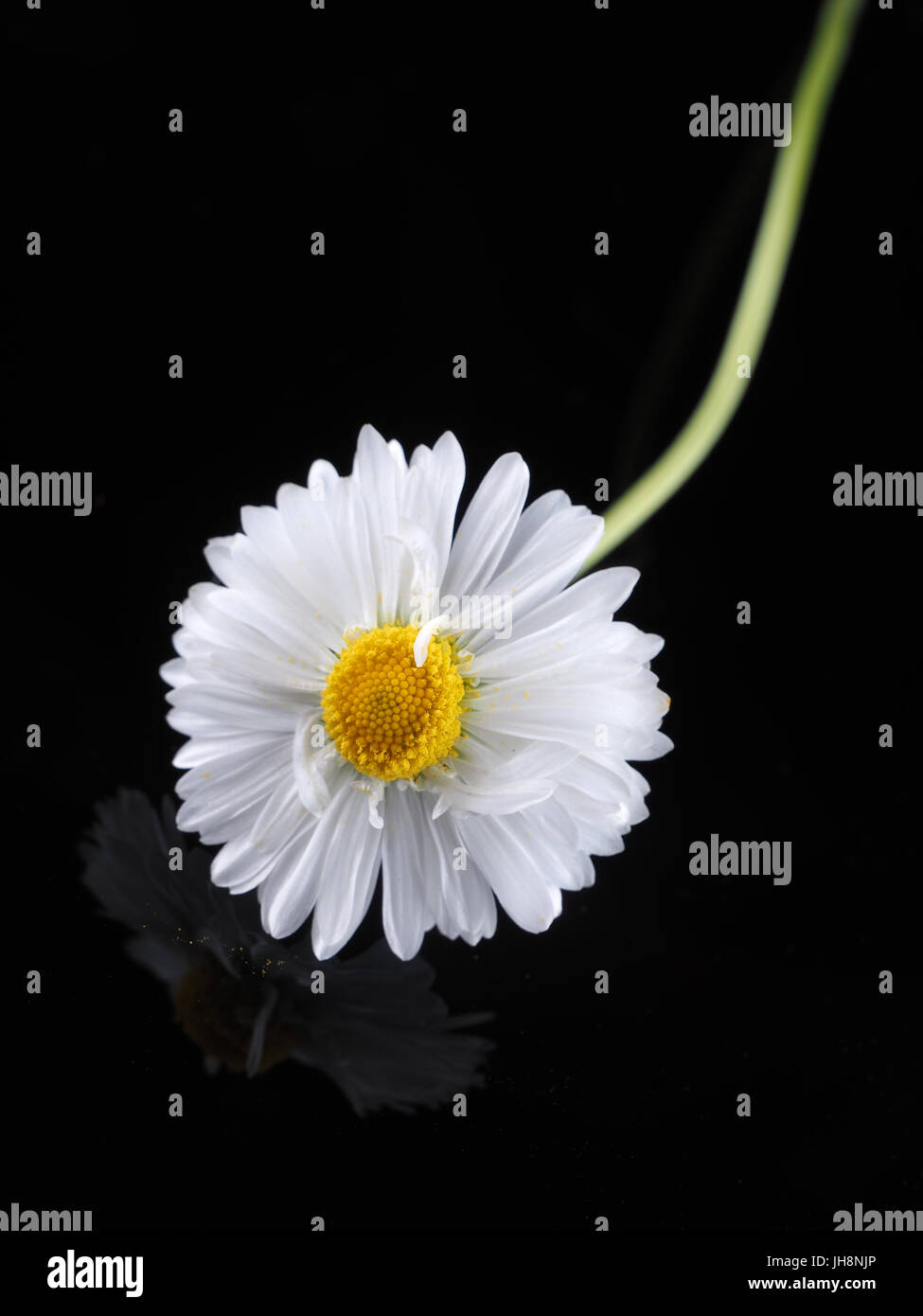 Daisy on a dark background Stock Photo - Alamy