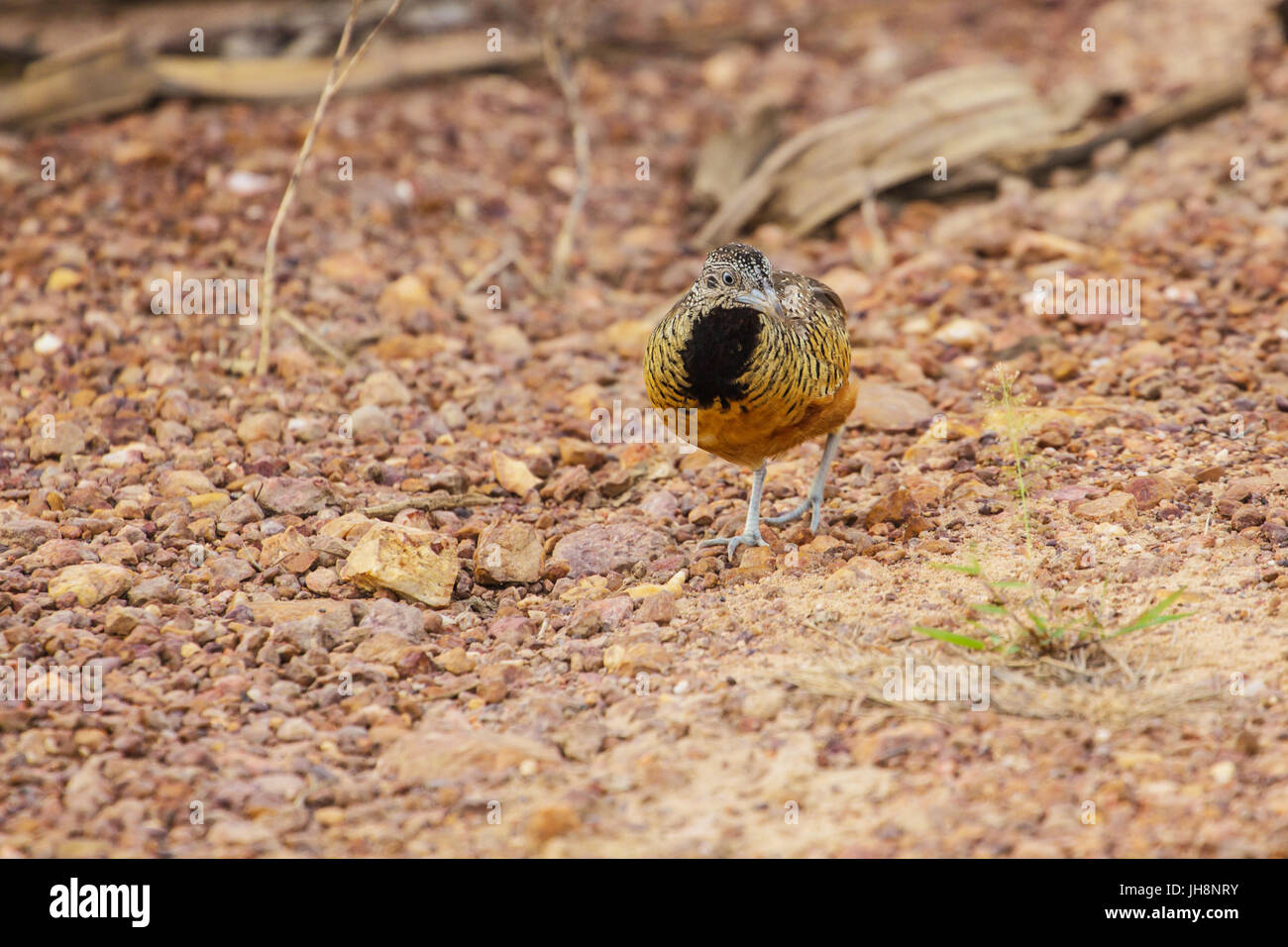Beautiful bird, female Barred Buttonquail (Turnix suscitator), standing ...