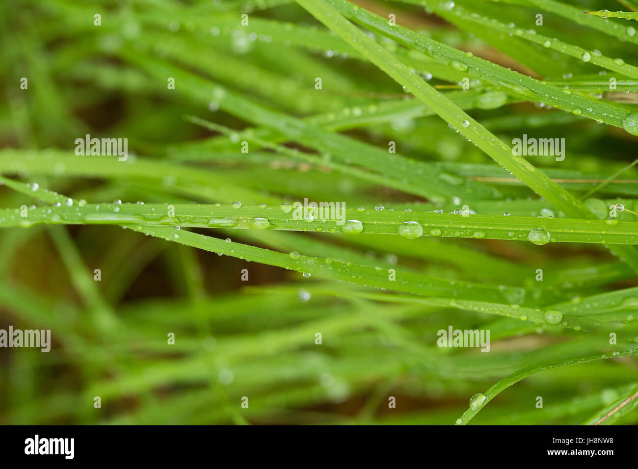 A beautiful closeup of a marsh grass after the rain. Shallow depth of ...