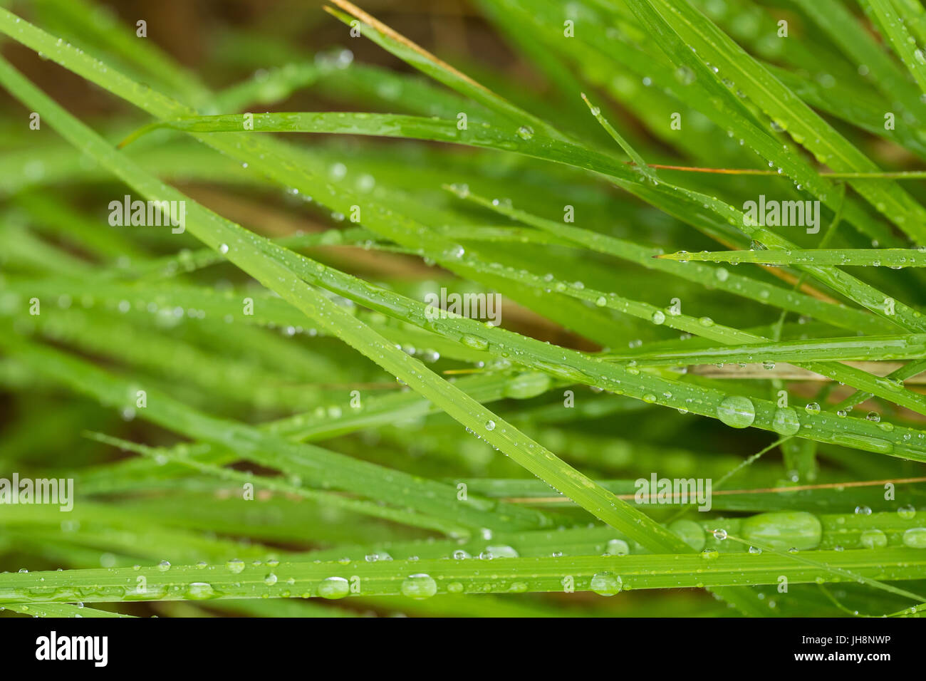 A beautiful closeup of a marsh grass after the rain. Shallow depth of ...