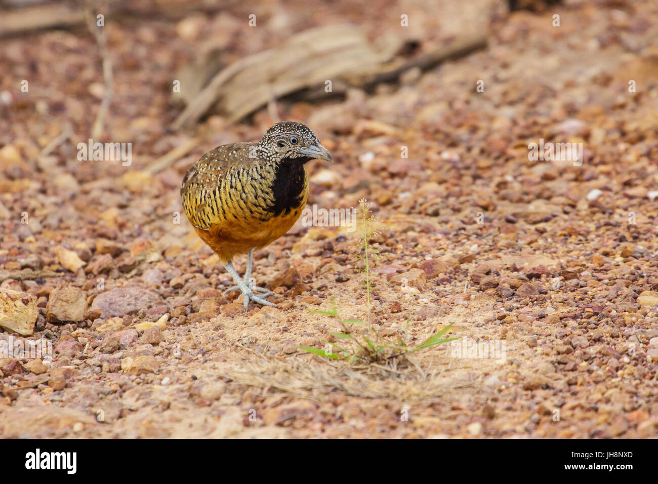 Beautiful bird, female Barred Buttonquail (Turnix suscitator), standing ...