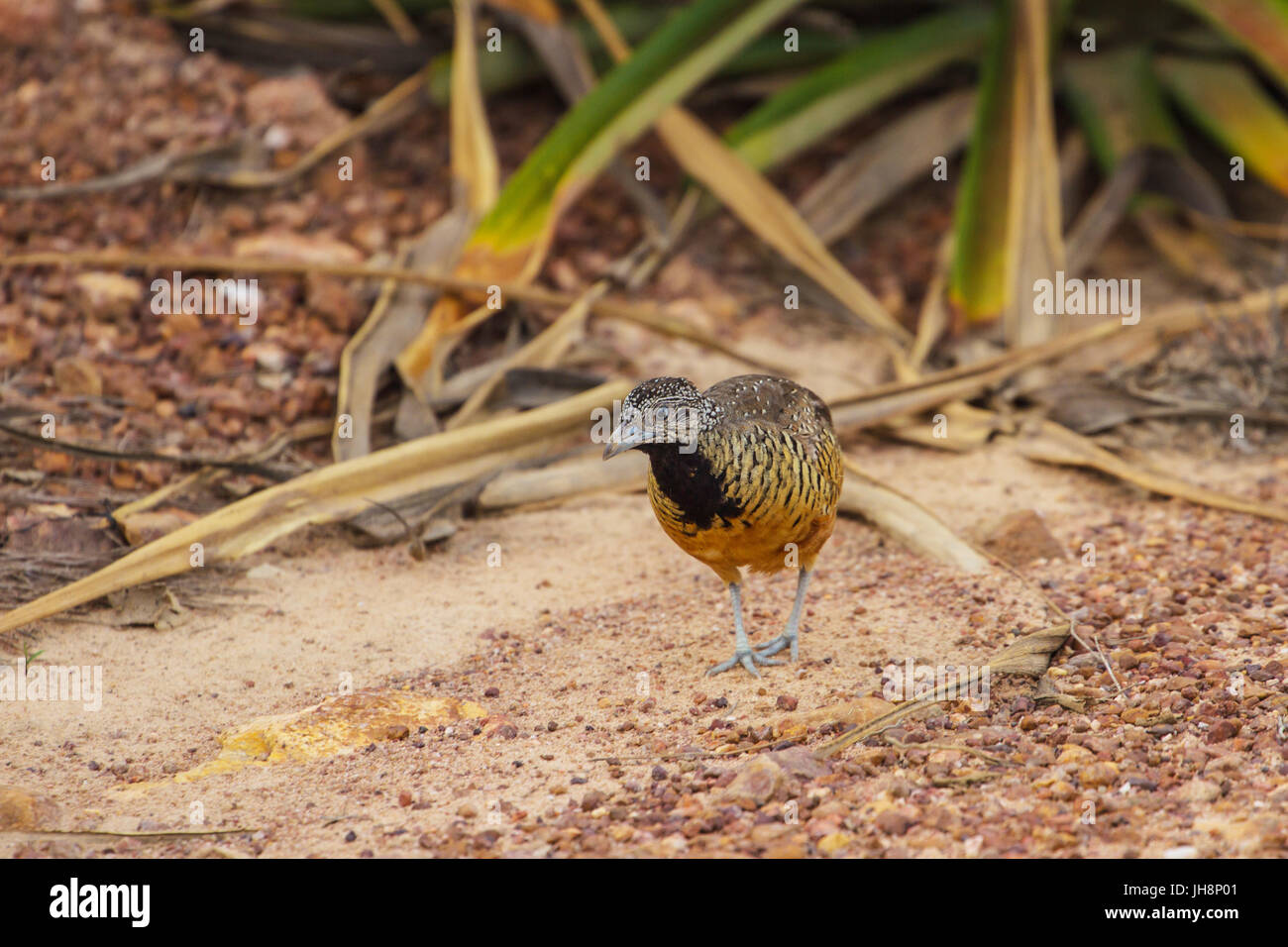Beautiful bird, female Barred Buttonquail (Turnix suscitator), standing ...