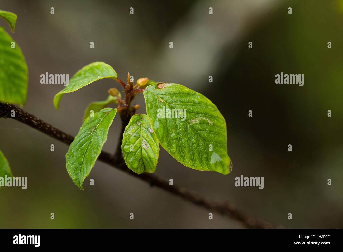 A beautiful, vibrant bush leaves on a natural background after the rain ...