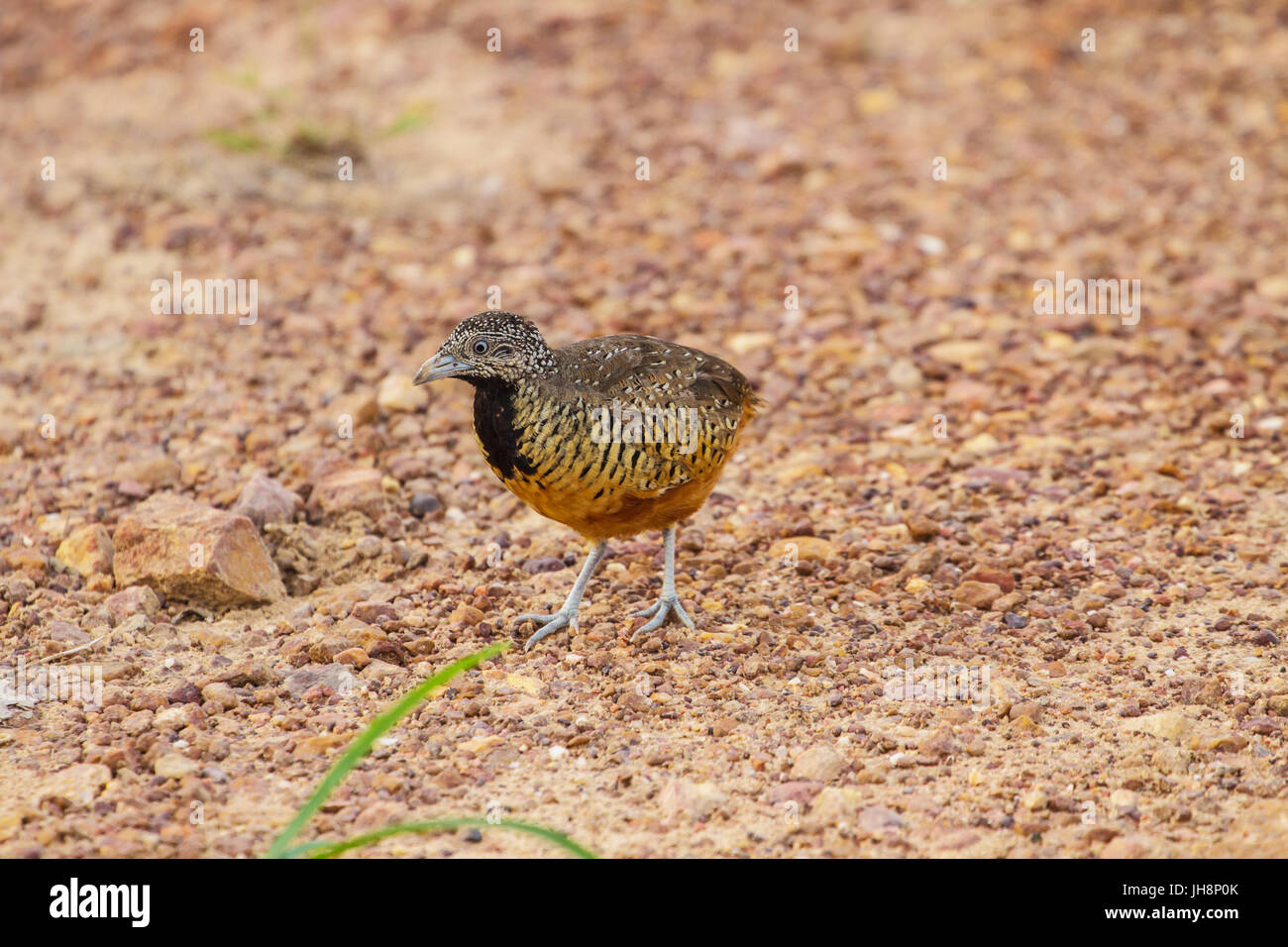 Beautiful bird, female Barred Buttonquail (Turnix suscitator), standing ...