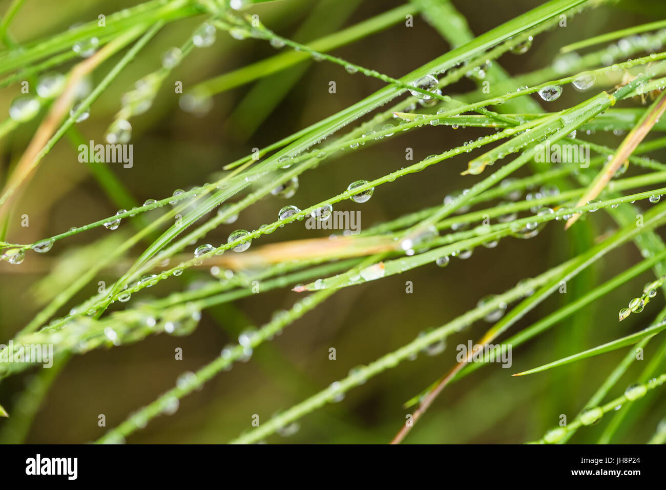 A beautiful closeup of a marsh grass after the rain. Shallow depth of ...