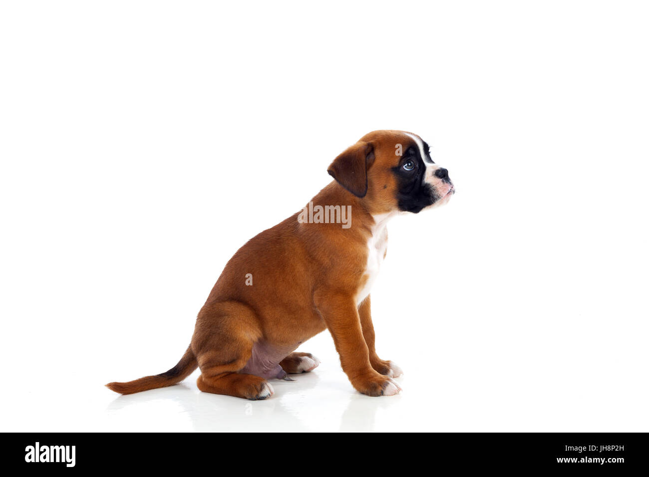 Boxer Dog Profile