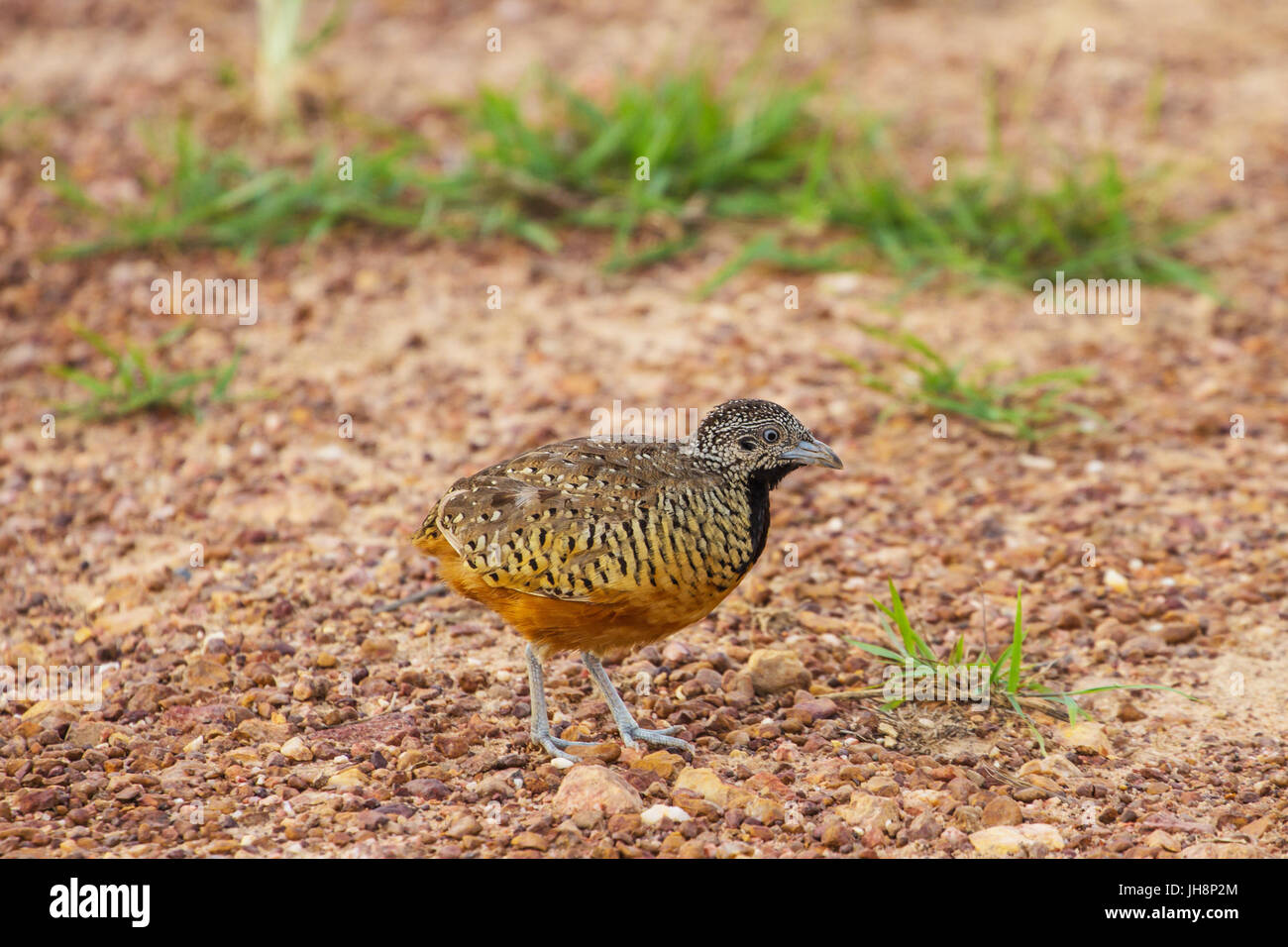 Beautiful bird, female Barred Buttonquail (Turnix suscitator), standing ...