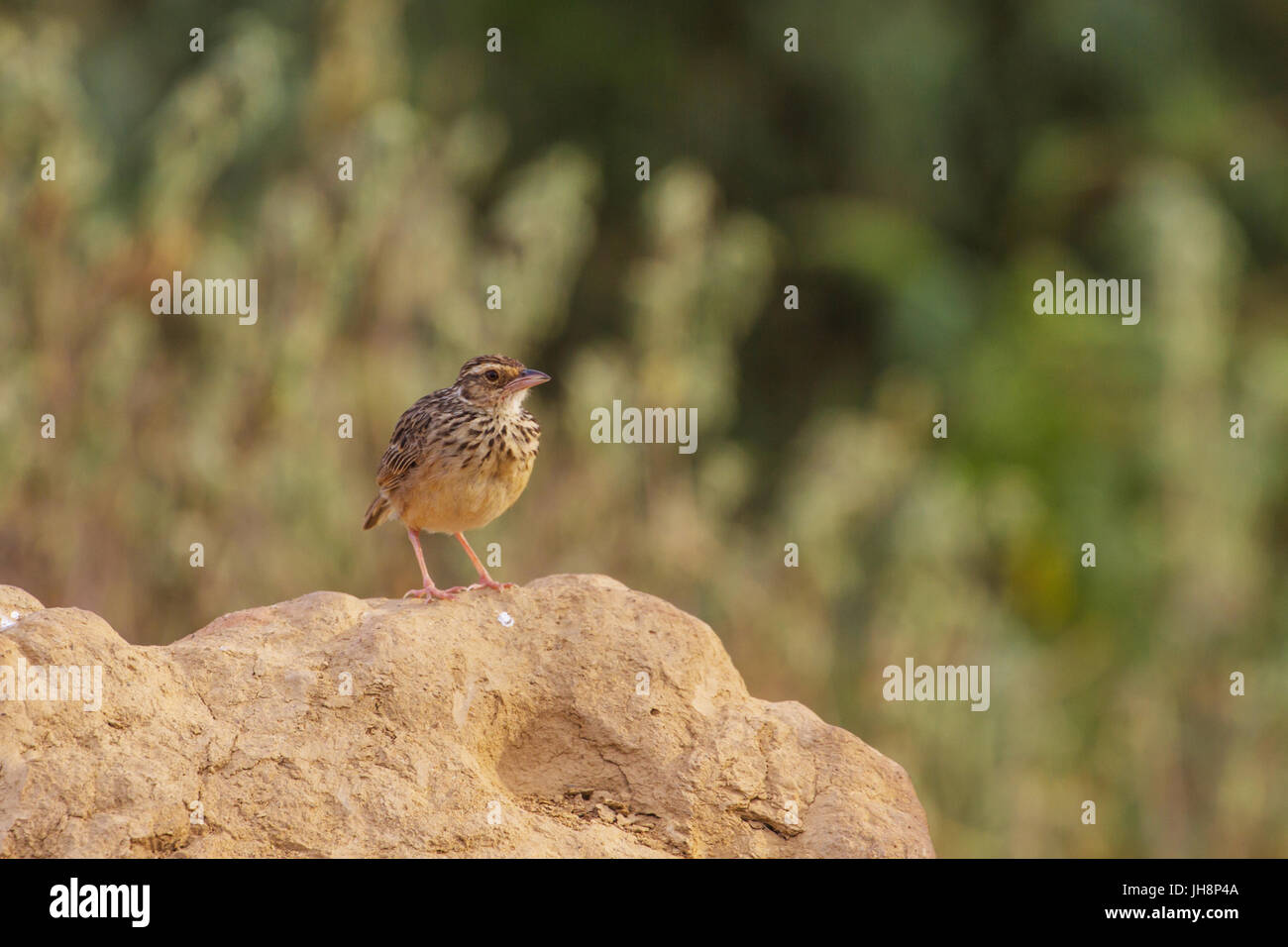 Bushlark High Resolution Stock Photography and Images - Alamy