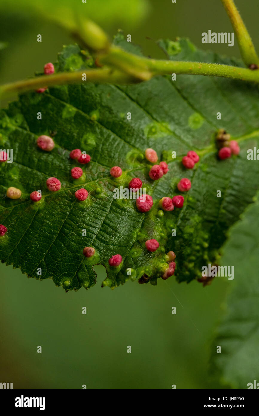 A beautiful, vibrant alder tree leaves on a natural background after ...