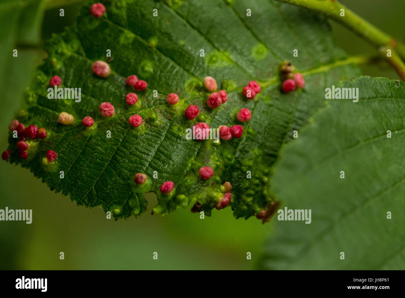 A beautiful, vibrant alder tree leaves on a natural background after ...